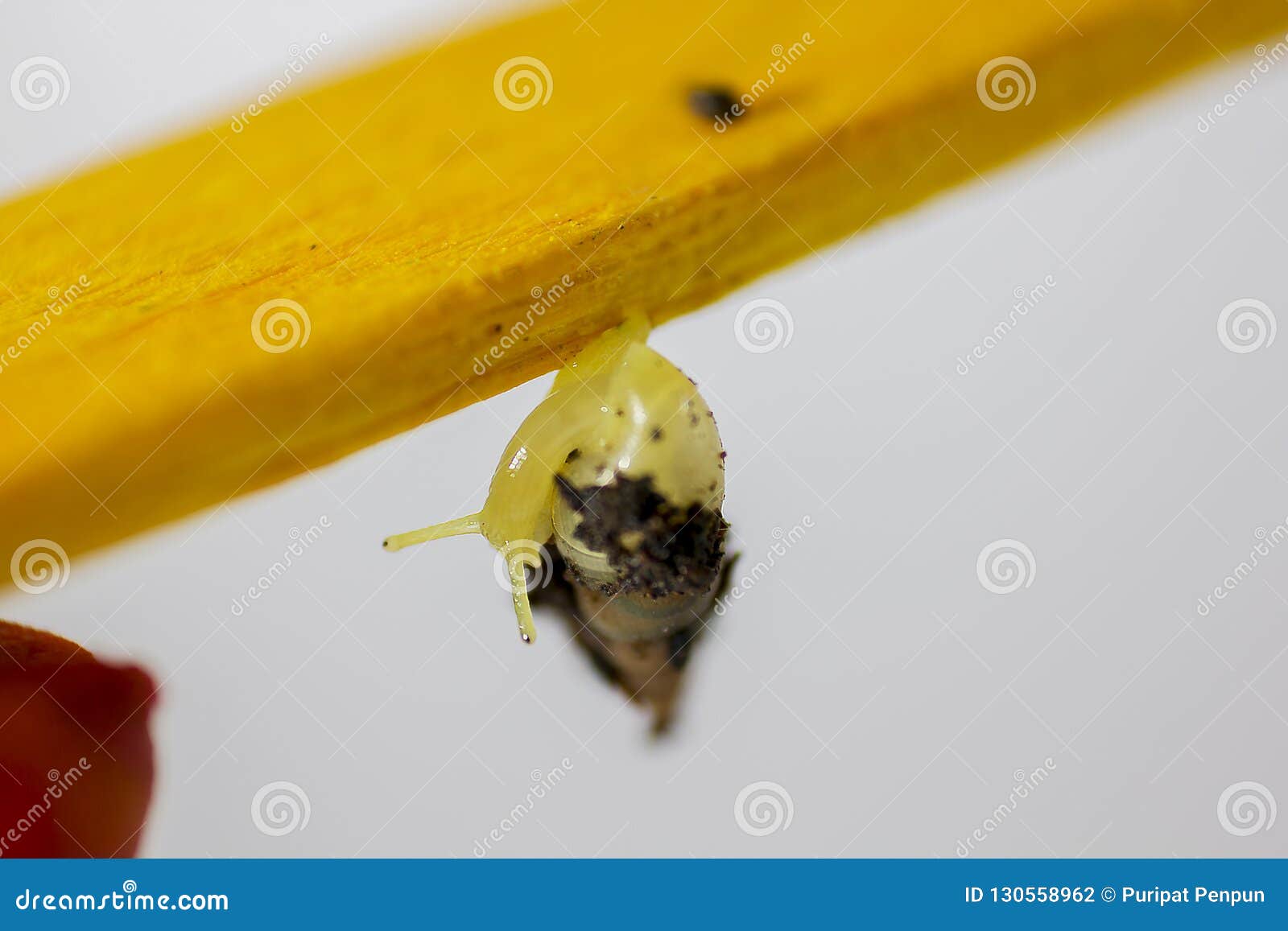 A Very Small Snail with a Yellow Shell. Stock Photo - Image of brown ...