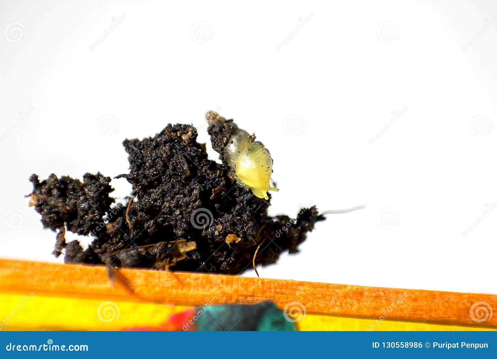 A Very Small Snail with a Yellow Shell. Stock Photo - Image of slithery ...
