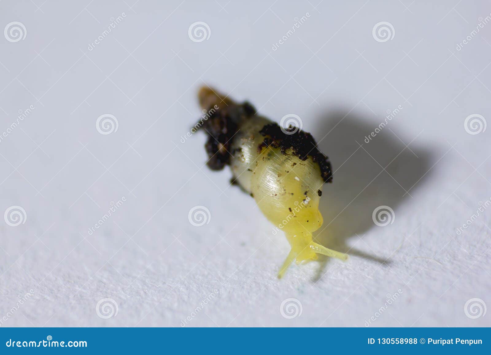 A Very Small Snail with a Yellow Shell. Stock Photo - Image of garden ...