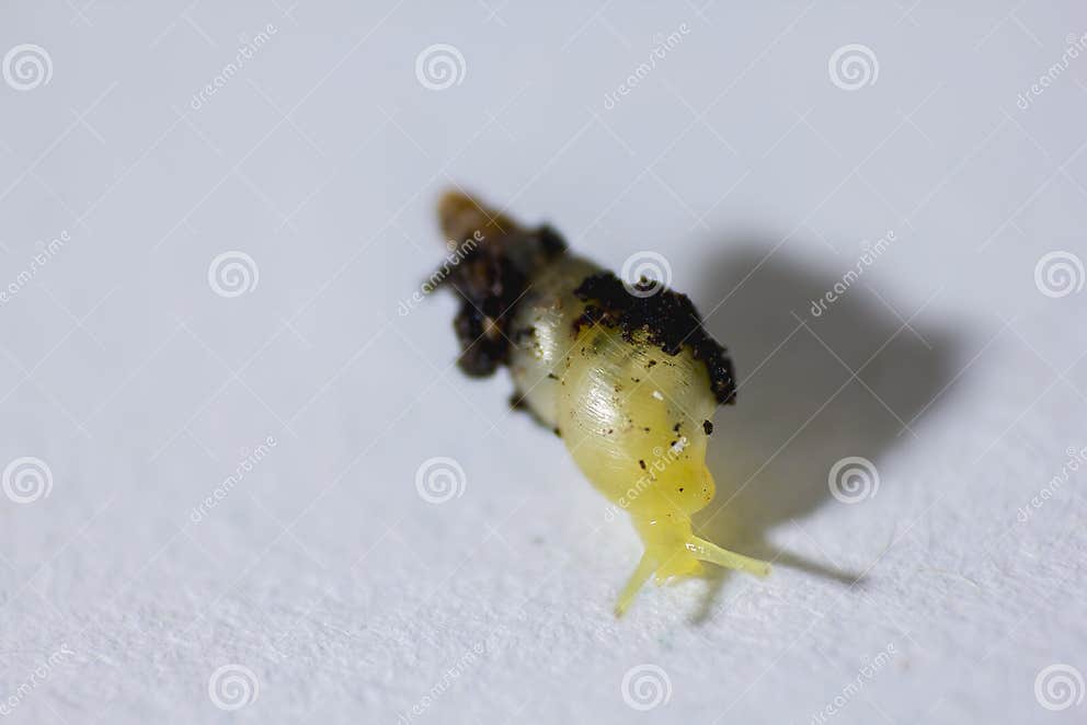 A Very Small Snail with a Yellow Shell. Stock Photo - Image of garden ...