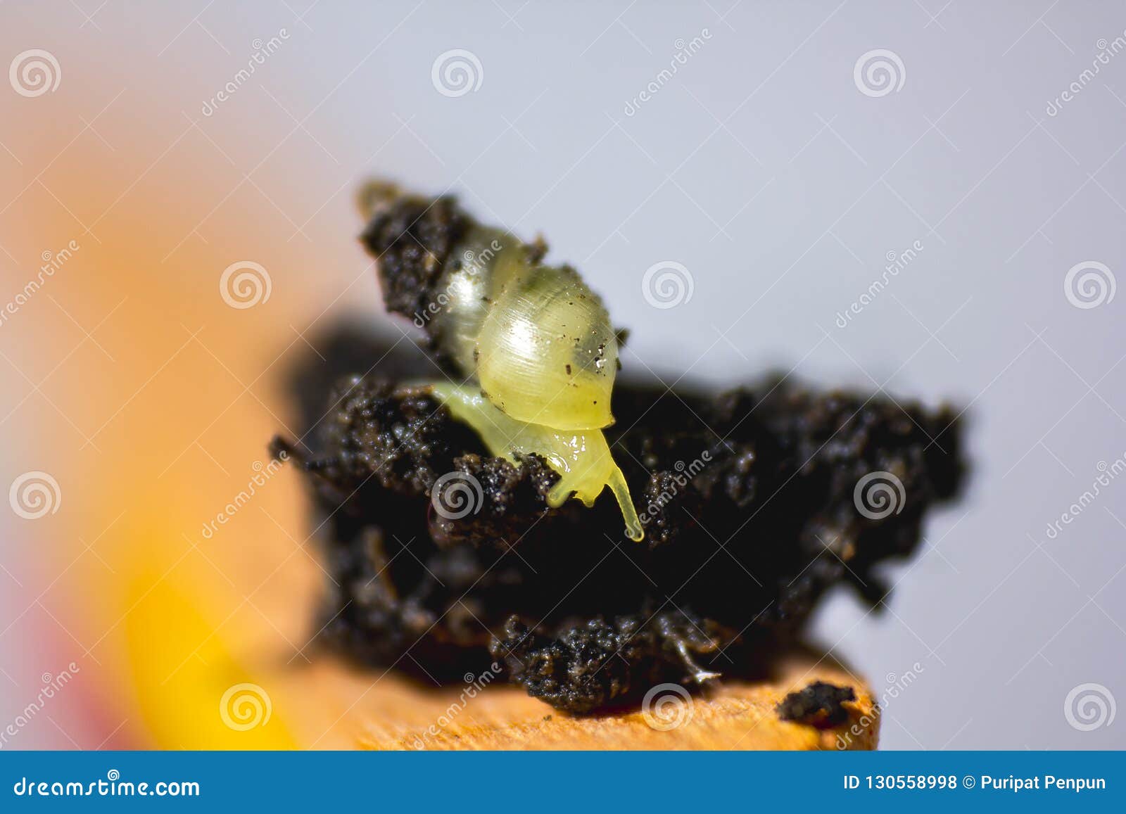 A Very Small Snail with a Yellow Shell. Stock Photo - Image of slither ...