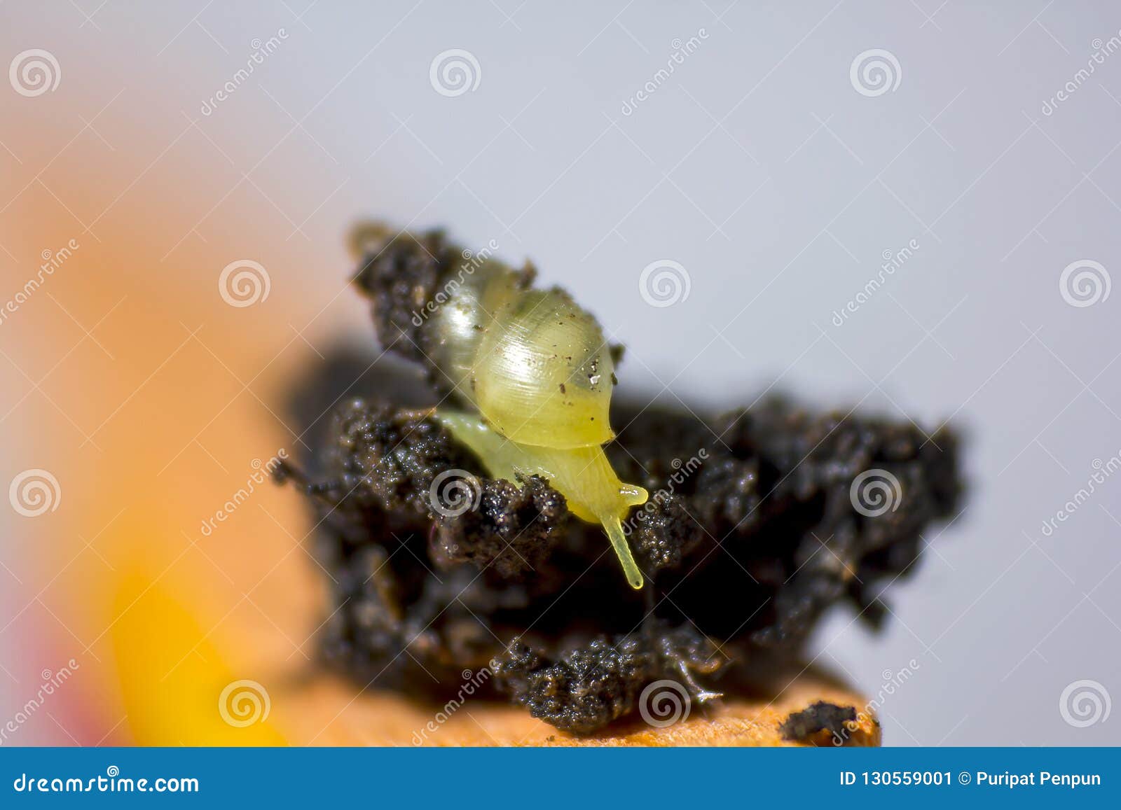 A Very Small Snail with a Yellow Shell. Stock Image - Image of food ...