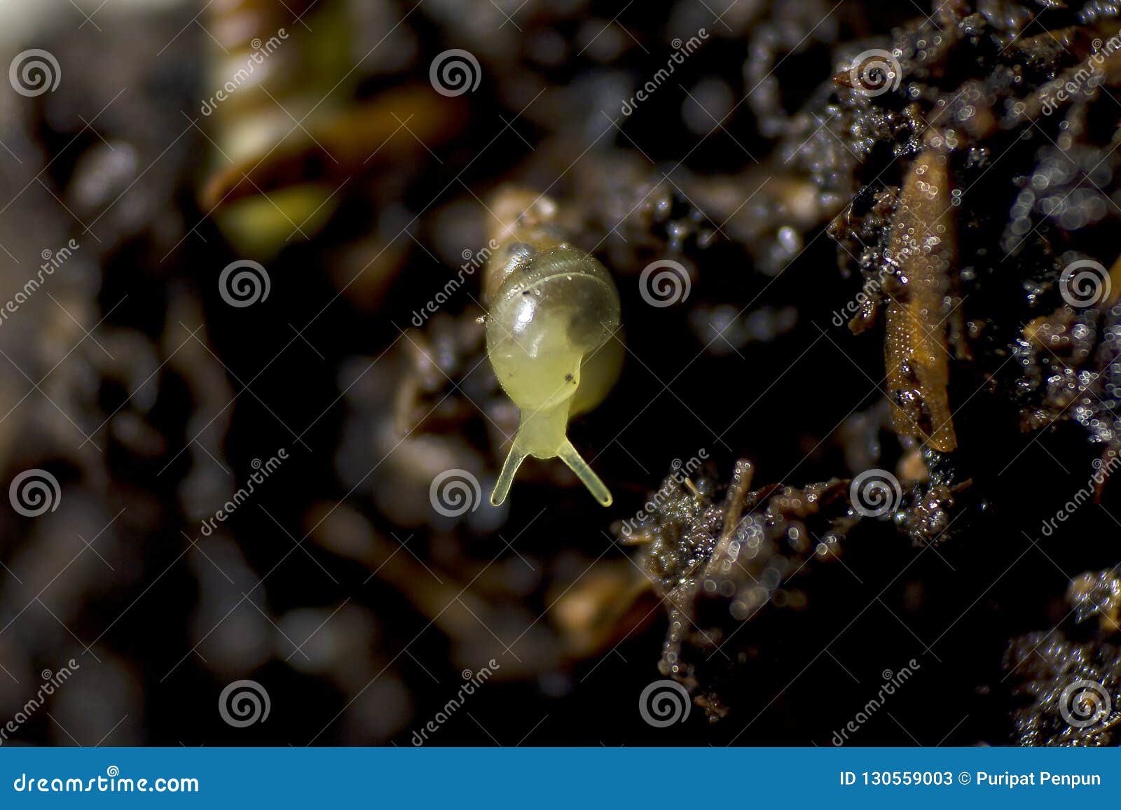 A Very Small Snail with a Yellow Shell. Stock Image - Image of little ...