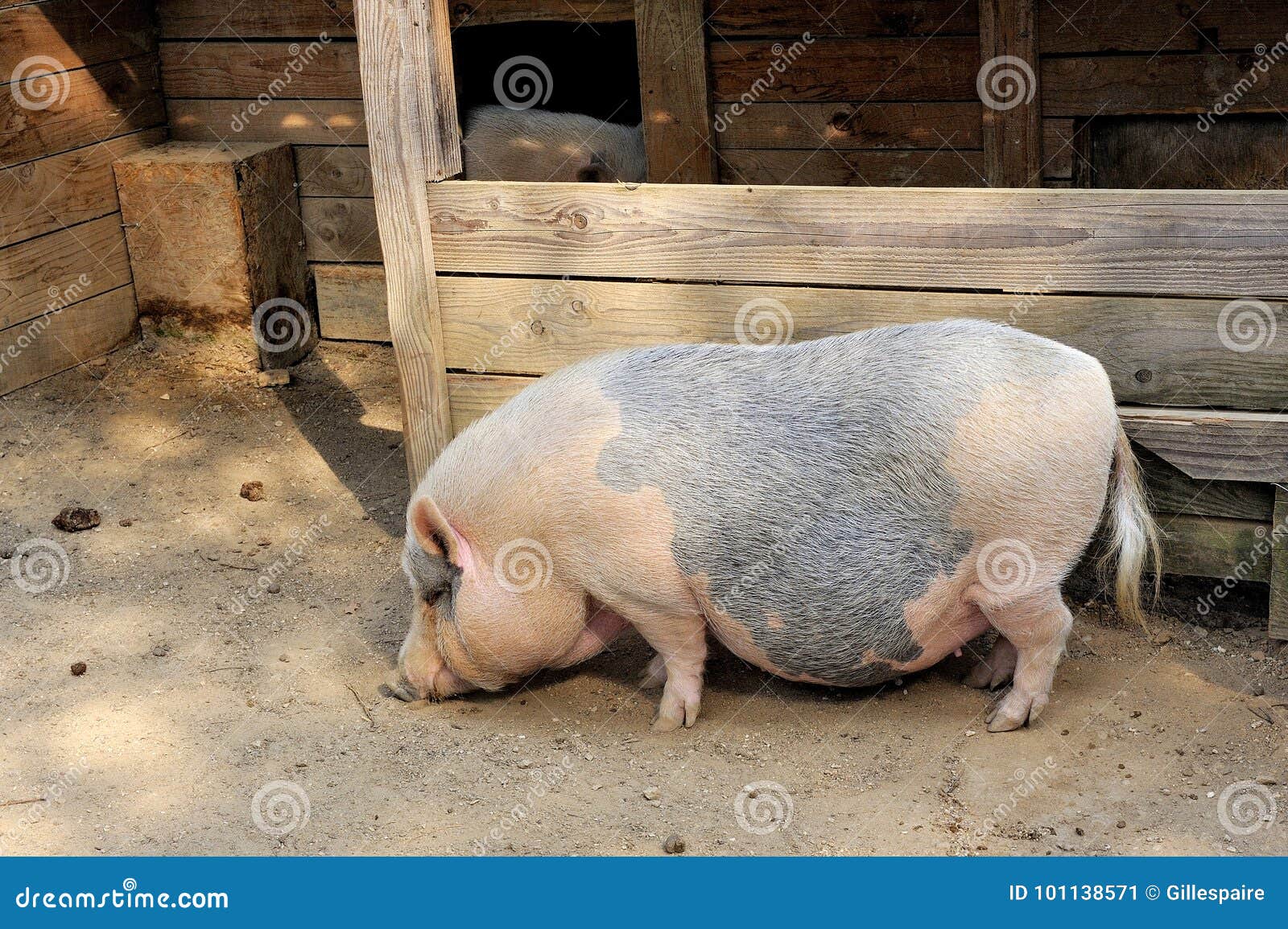 A very small sow stock image. Image of domesticus, mammal - 101138571