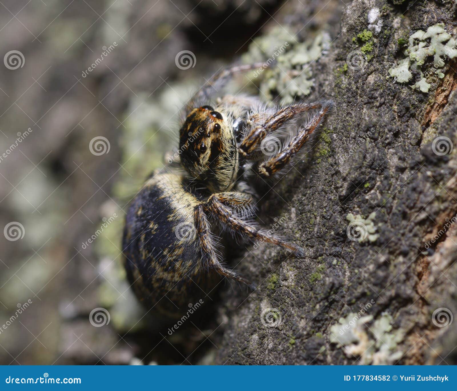 Very Small Spider Sitting on the Tree Trunk Stock Photo - Image of ...