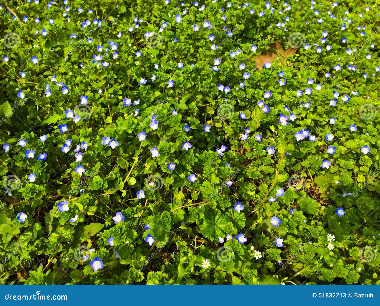 Very Small Spring Flowers on a Meadow Stock Image - Image of flowers ...