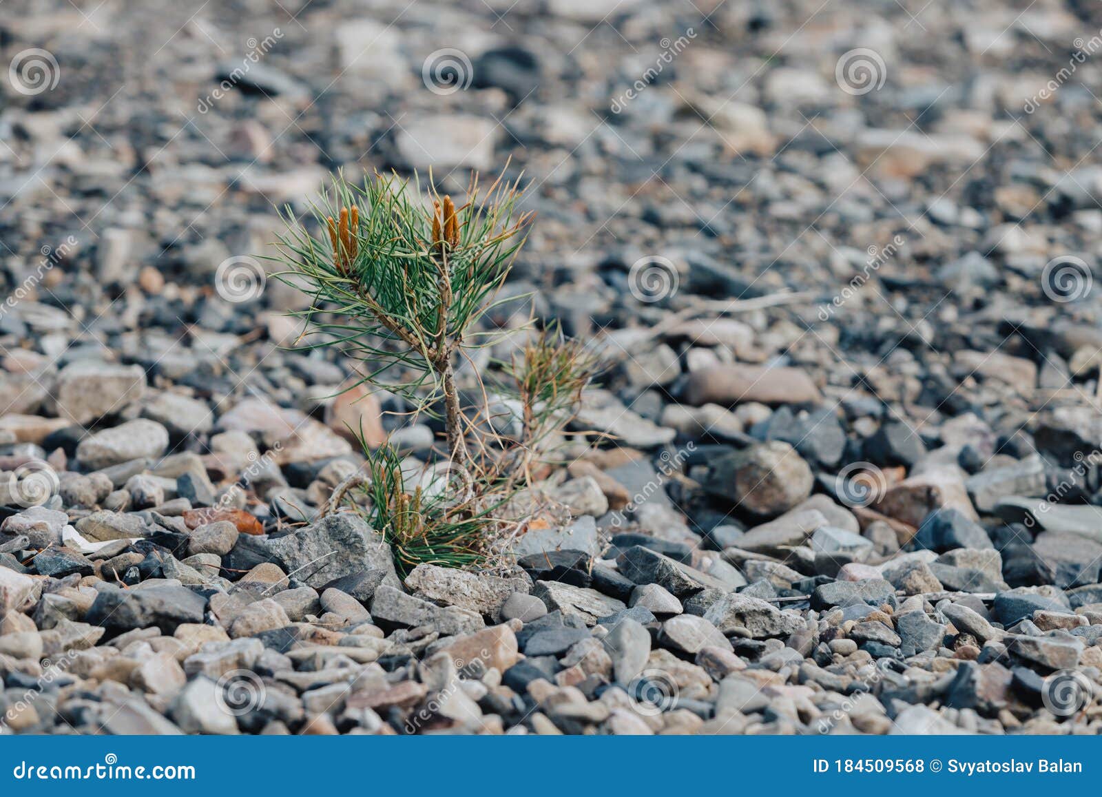 Very Small Spruce Growing on a Rocky Surface. Tiny Tree Stock Photo ...