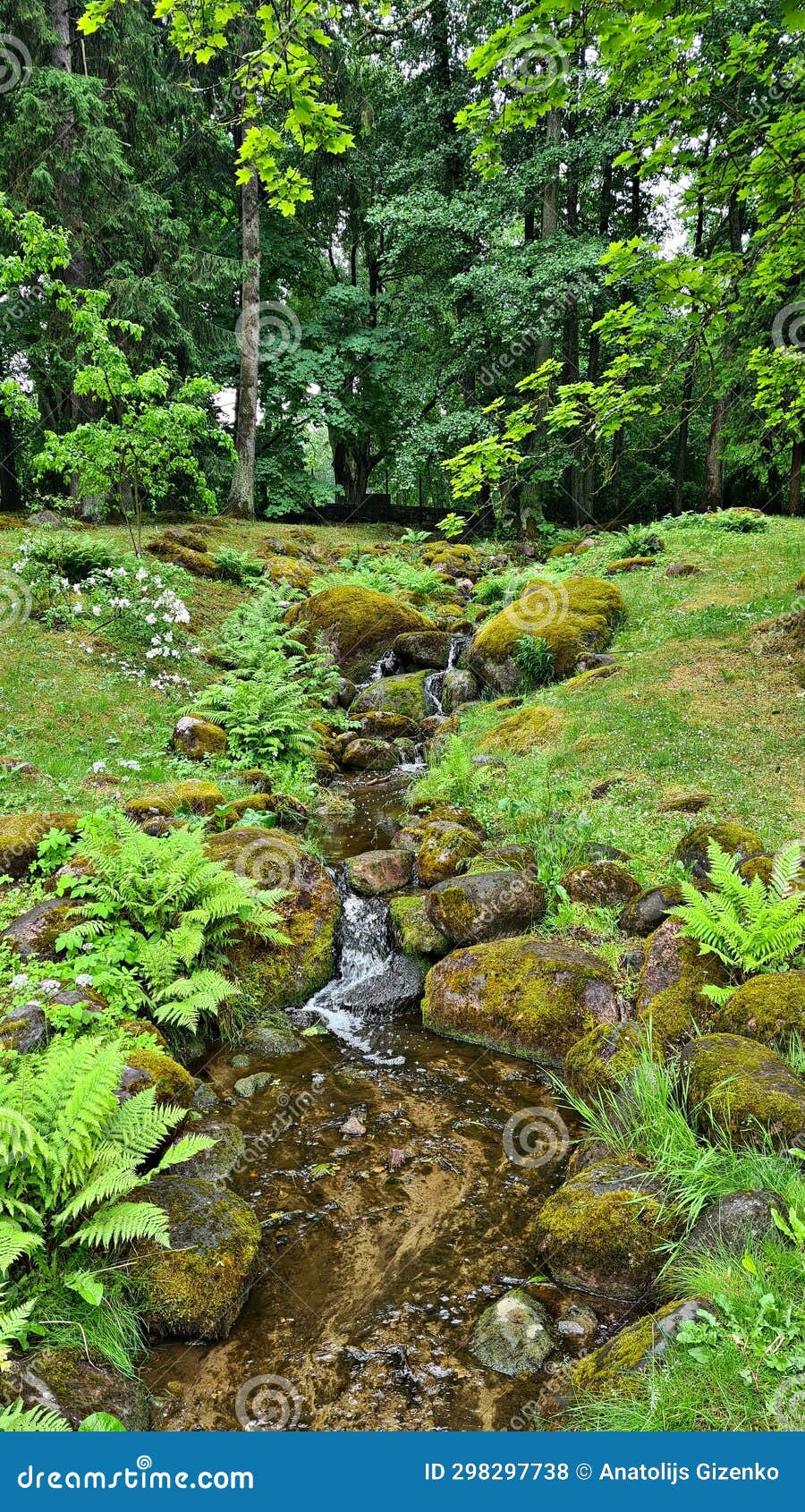 Very Small Stream Lined with Stone Boulders Flows through the Forest in ...