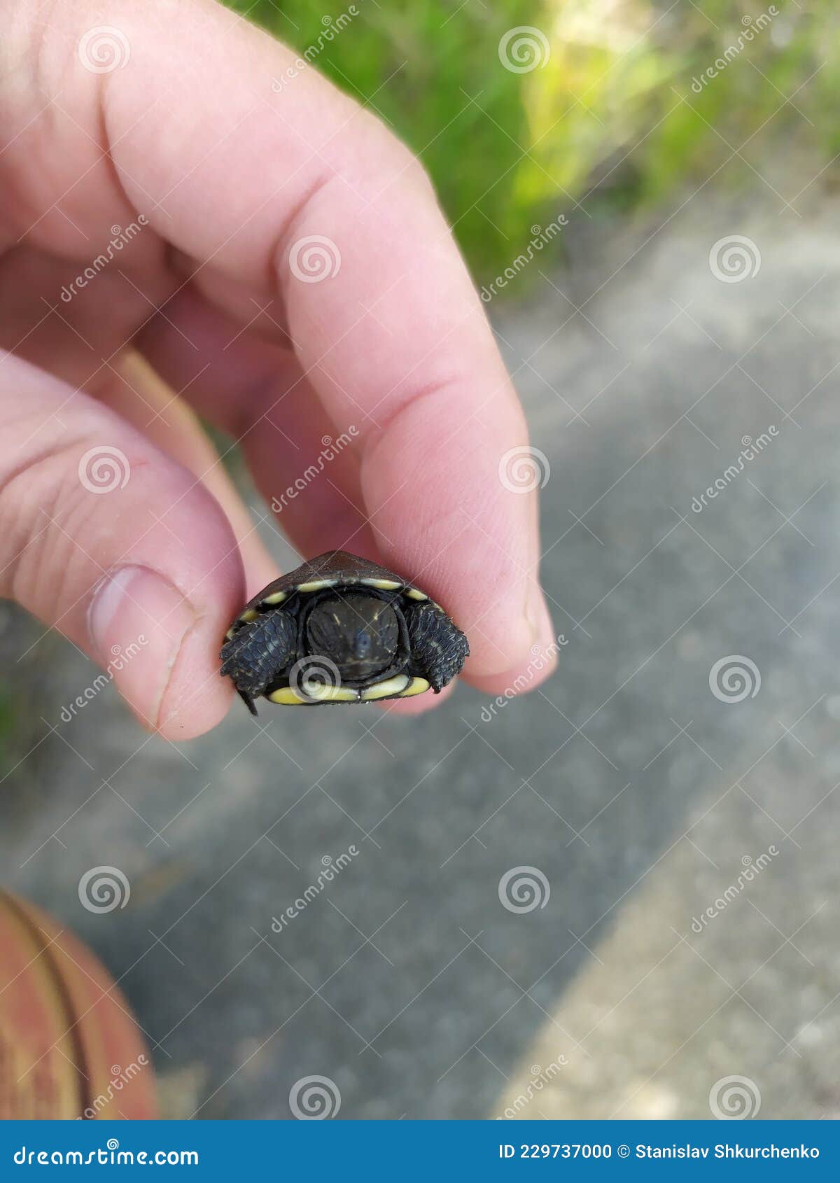 Very small turtle in hand stock photo. Image of closeup - 229737000