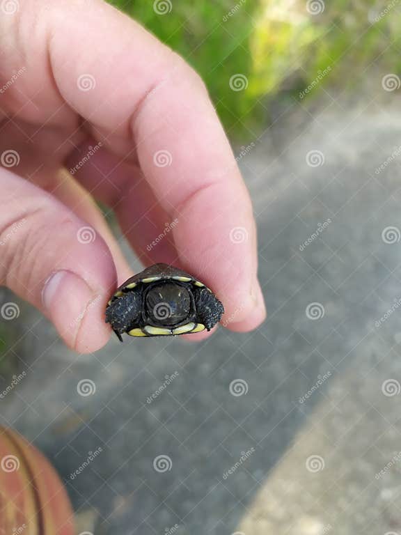 Very small turtle in hand stock photo. Image of closeup - 229737000