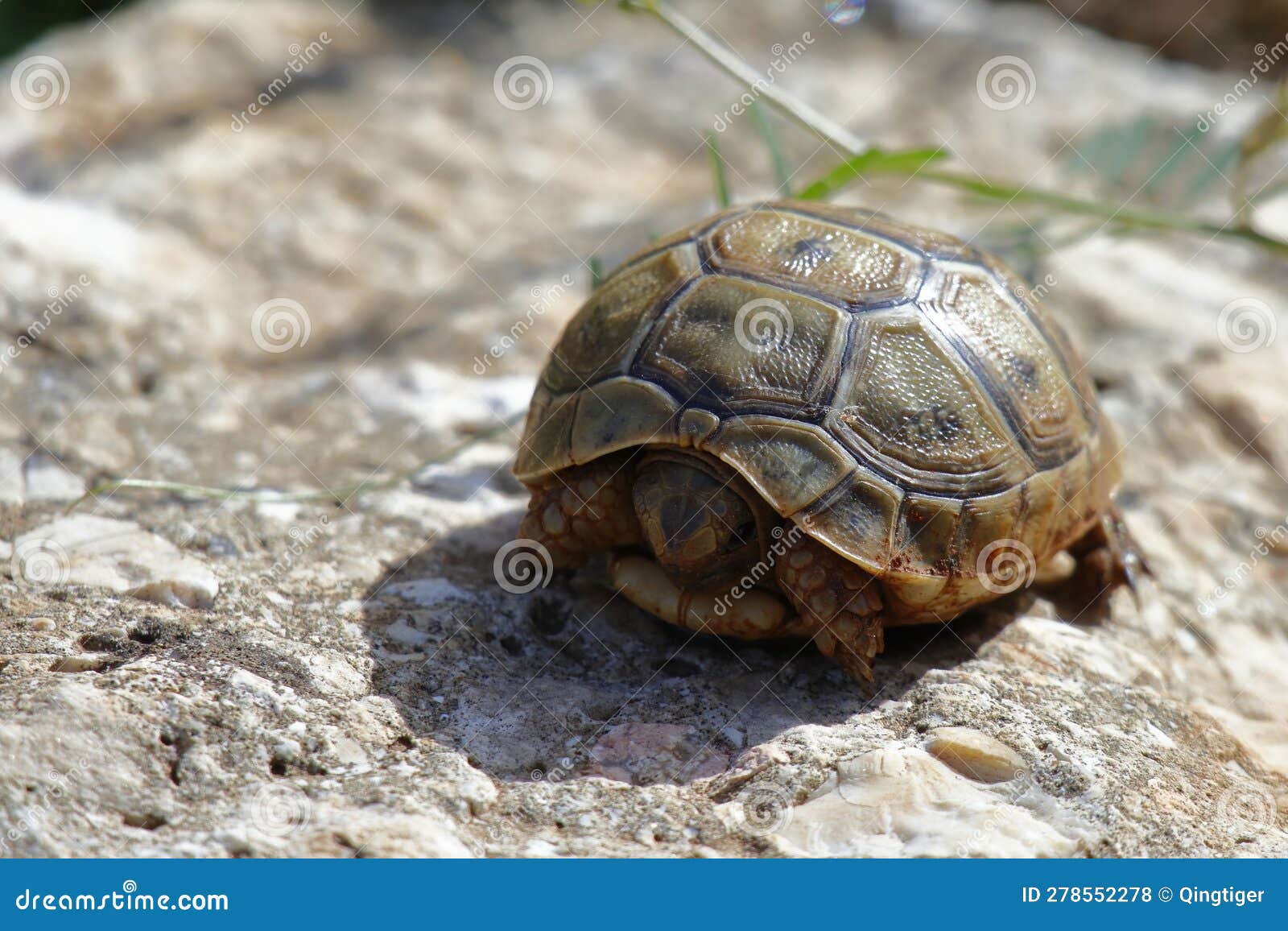 Very Small Turtle in the Park. Reptiles Stock Photo - Image of turtle ...