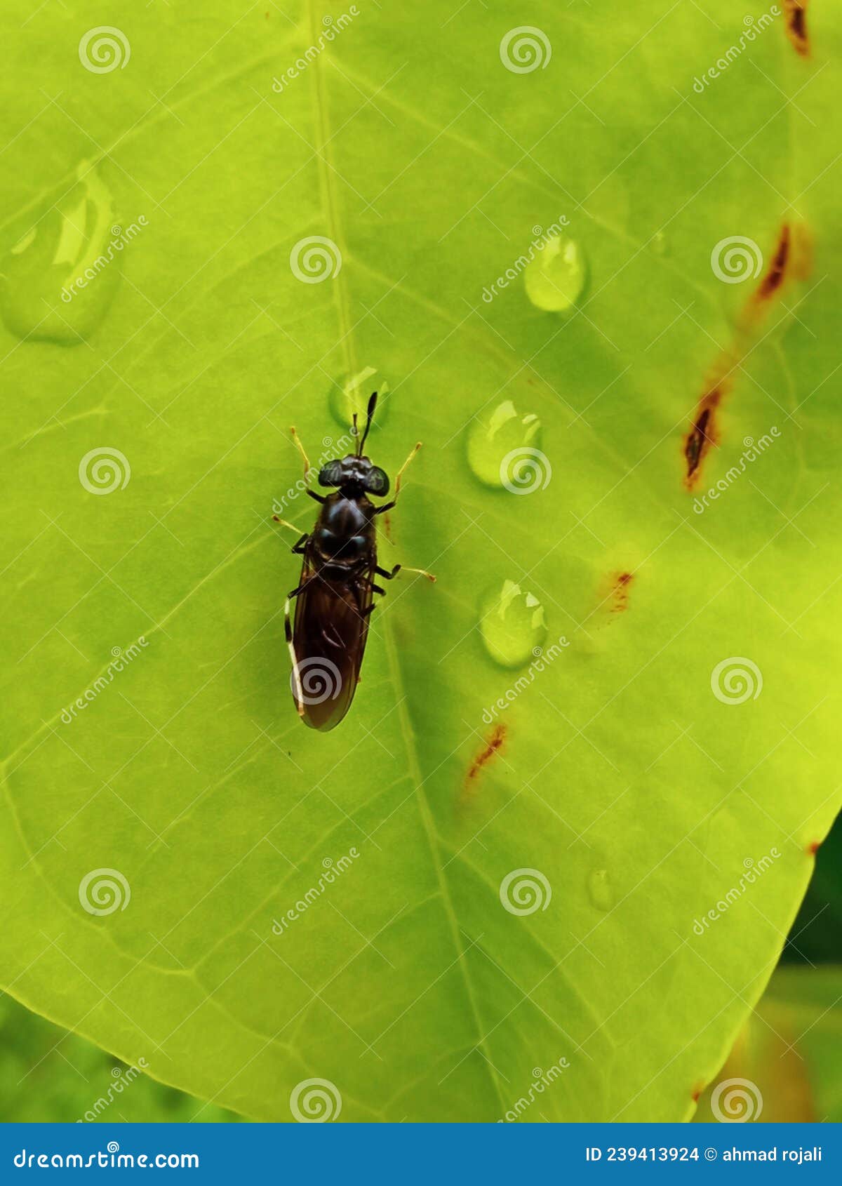 Very small unique insect stock photo. Image of insect - 239413924