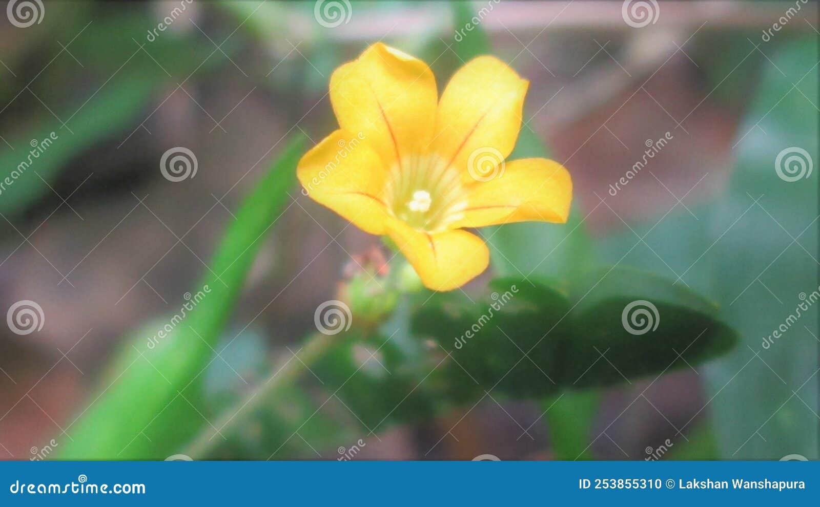 A Very Small Yellow Color Flower in a Jungle. Stock Photo - Image of ...