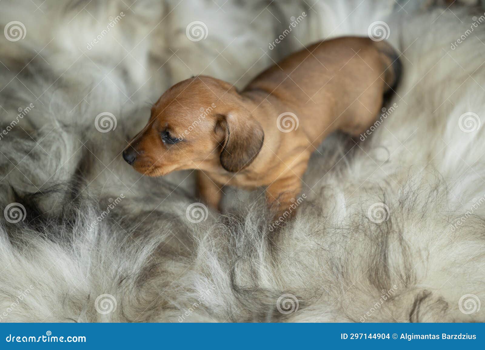 A Very Small Young Brown Dachshund Puppy Stock Photo - Image of doggy ...