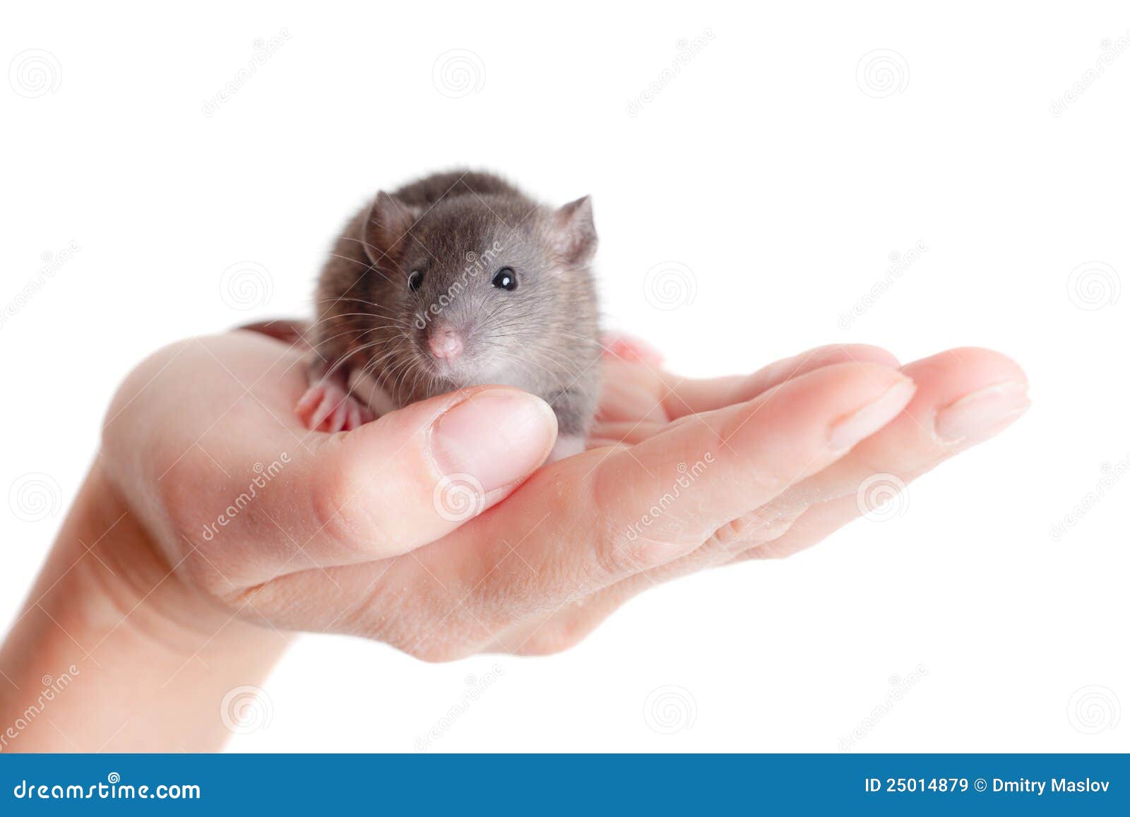 Very Small Young Rat Royalty Free Stock Images - Image: 25014879