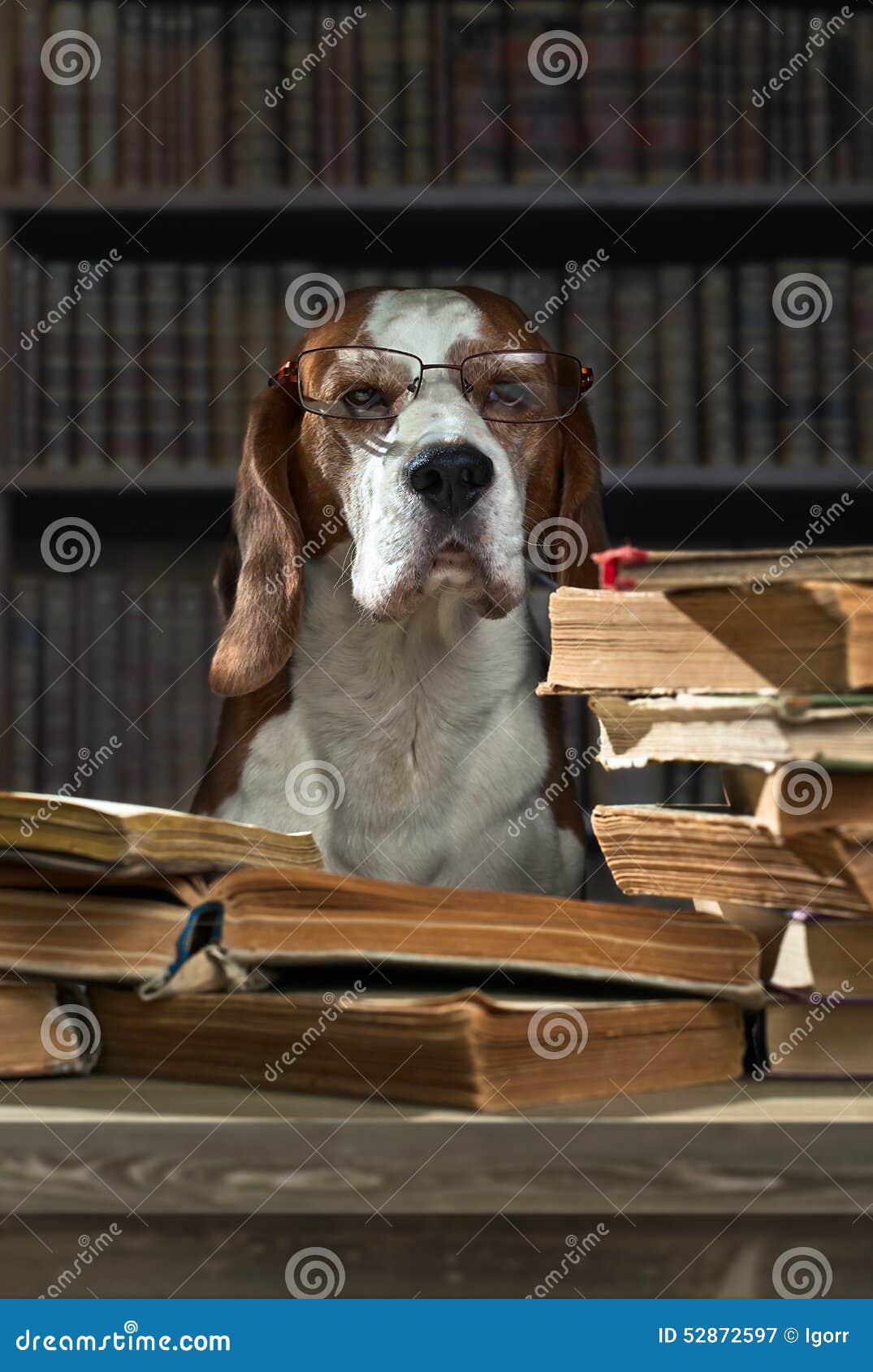 Very smart beagle stock image. Image of read, smart, school - 52872597