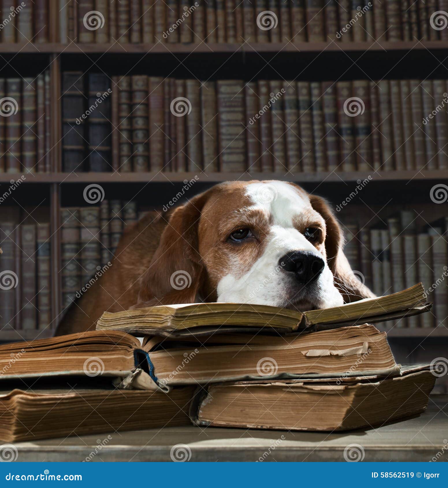 Very smart dog stock image. Image of open, boredom, books - 58562519