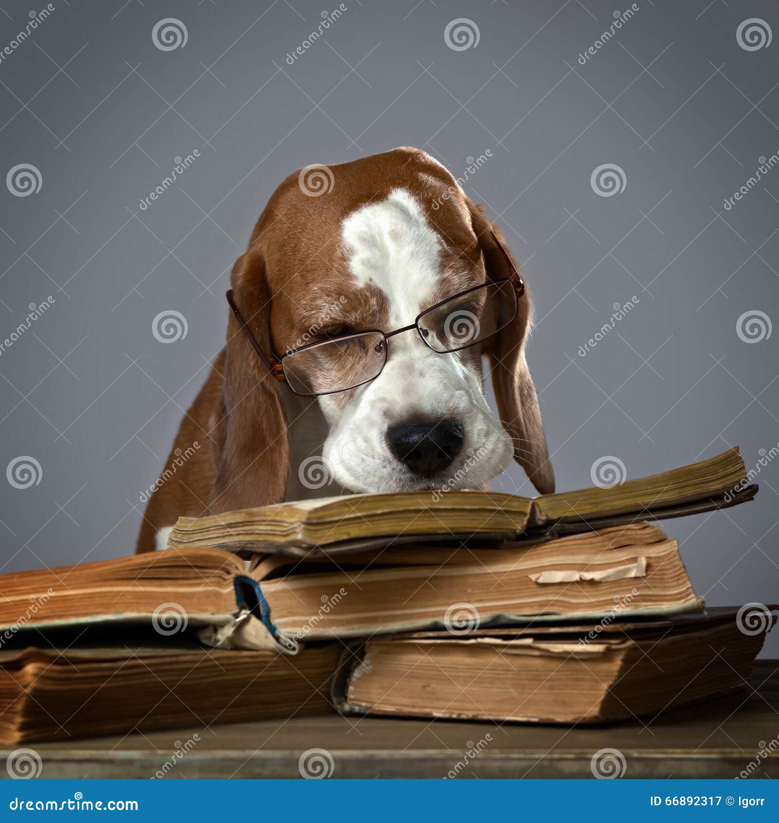 Very smart dog stock image. Image of school, information - 66892317