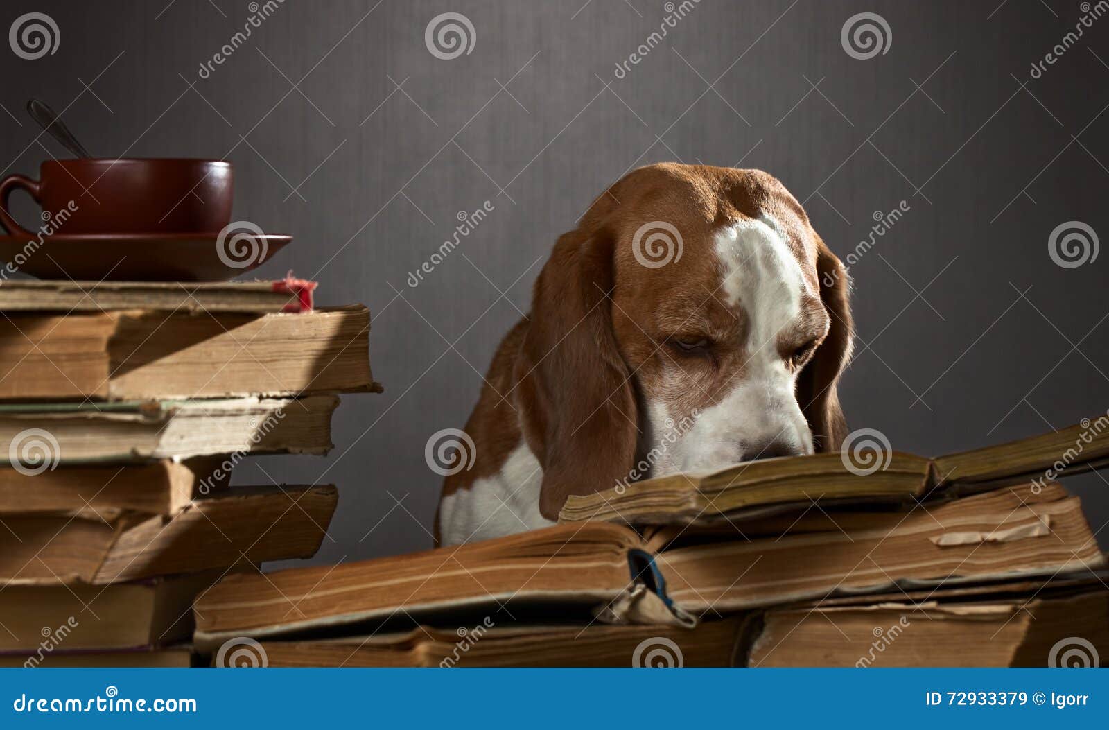 Very smart dog stock image. Image of learn, beagle, learning - 72933379