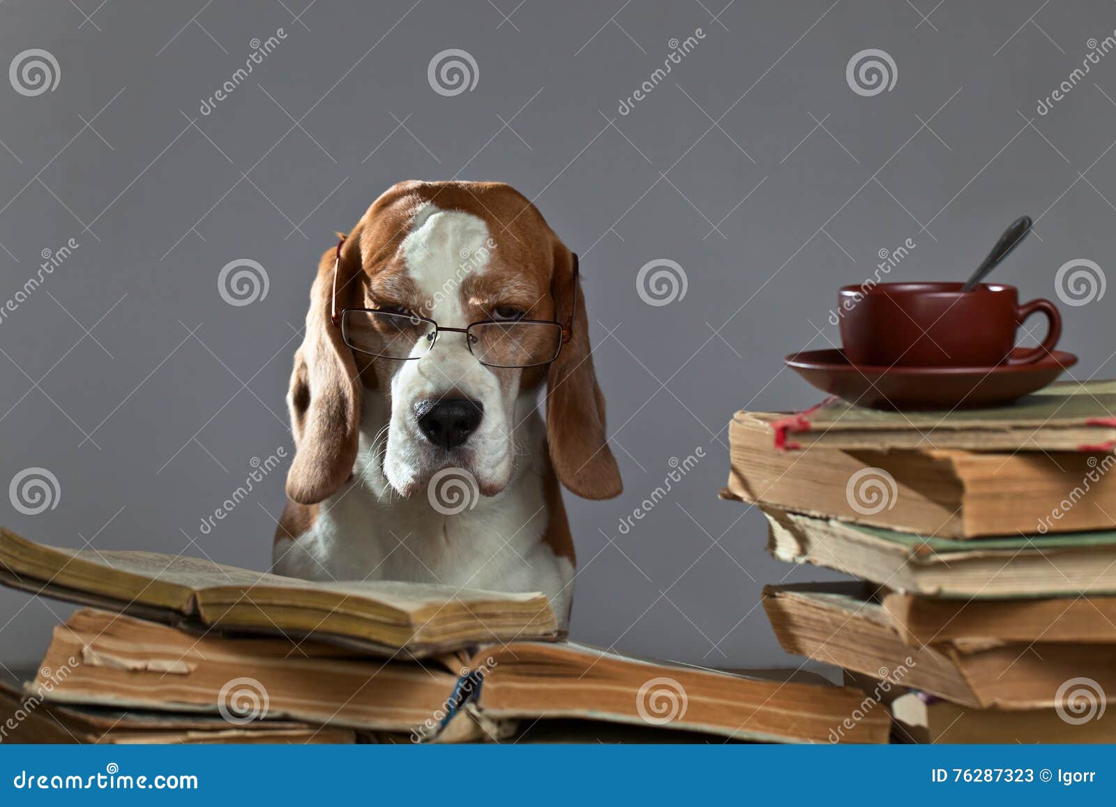 Very smart dog stock image. Image of learn, reading, ancient - 76287323