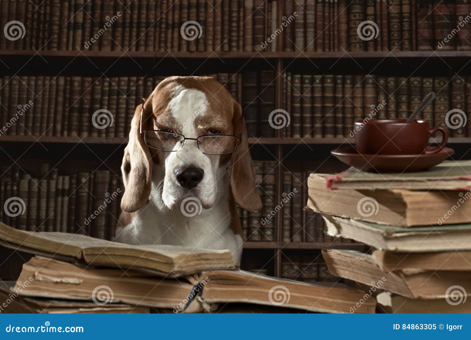 Puppy Studying
