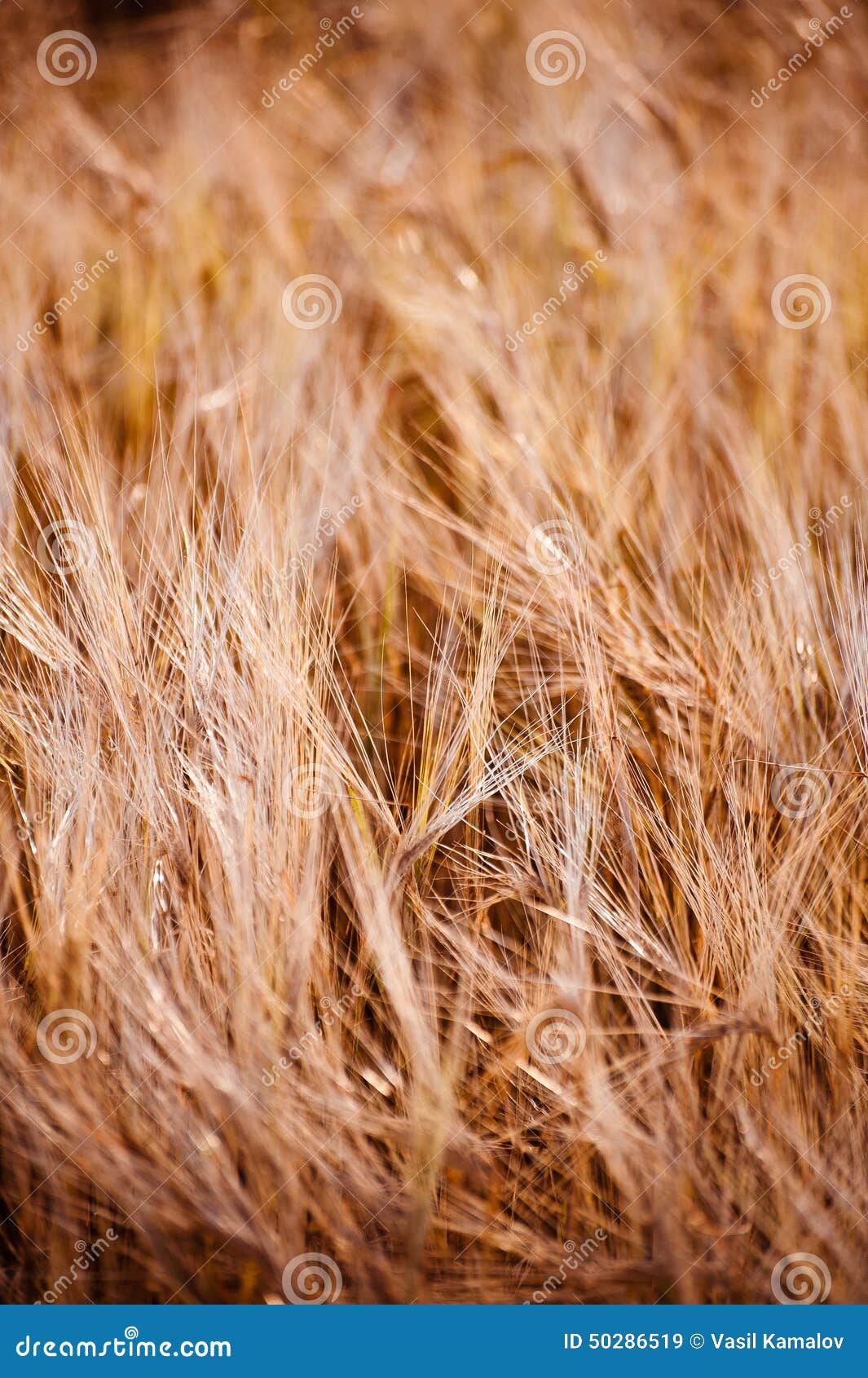 Very soft grass stock image. Image of flowers, daisy - 50286519