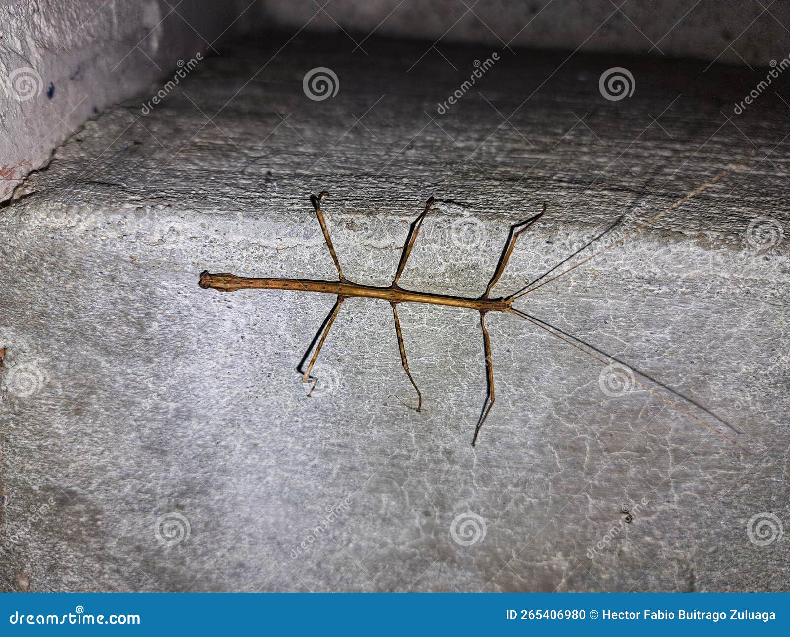 Very Special Insect in My House Today Stock Photo - Image of insect ...
