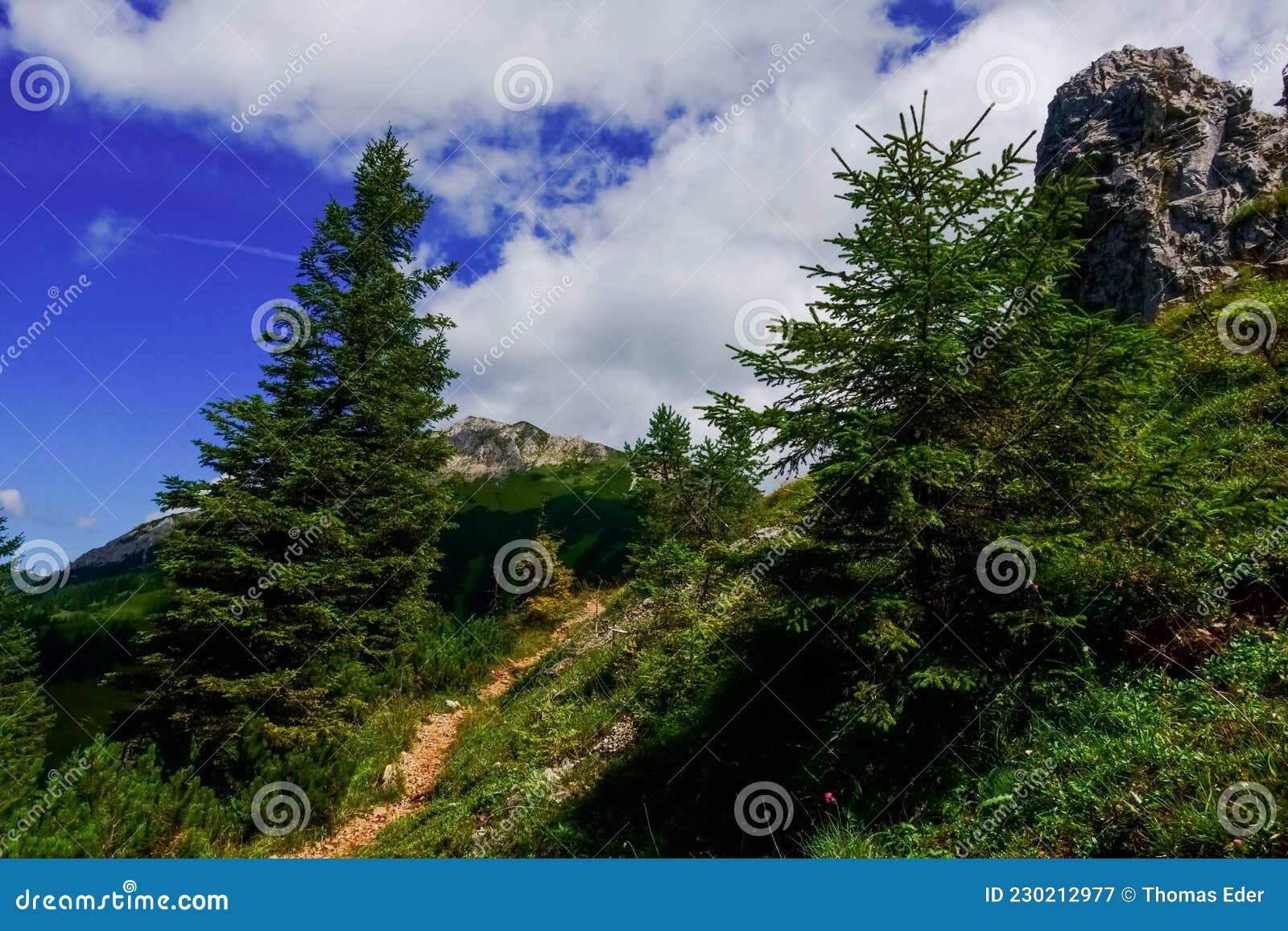 Very Steep Path between Pine Trees on a Mountain Stock Image - Image of ...