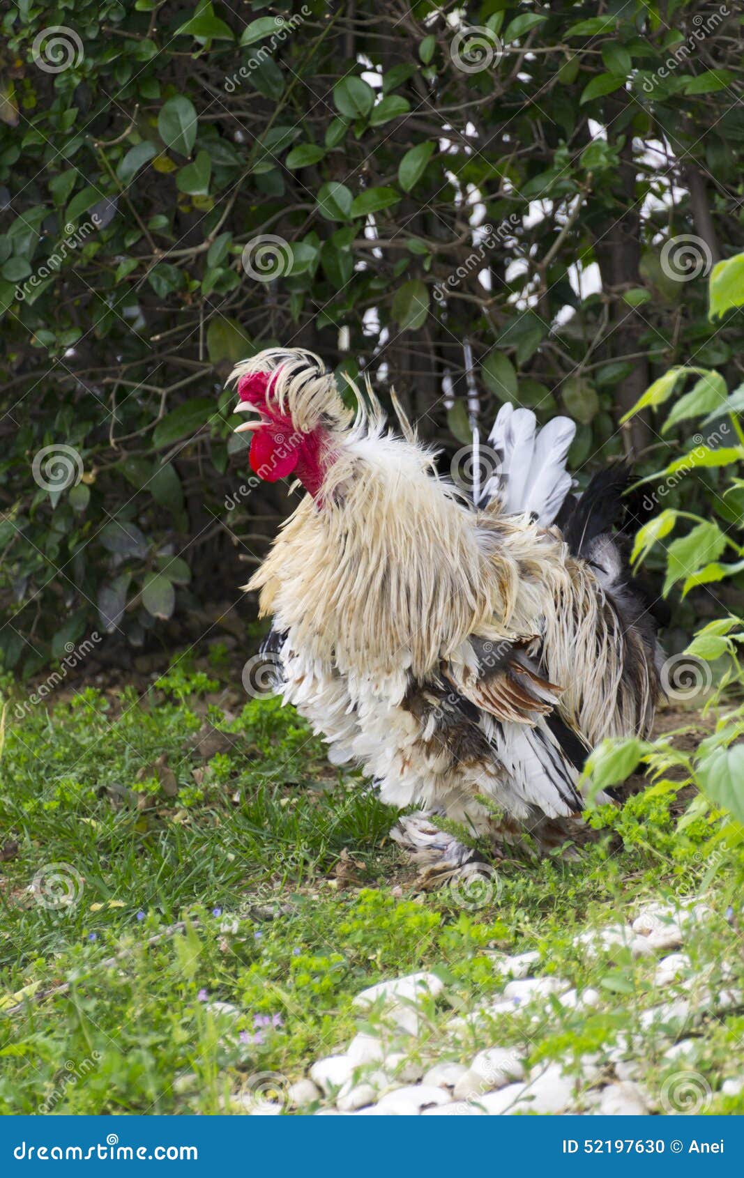 A Very Strange and Big Rooster in Istanbul Stock Photo - Image of bird ...