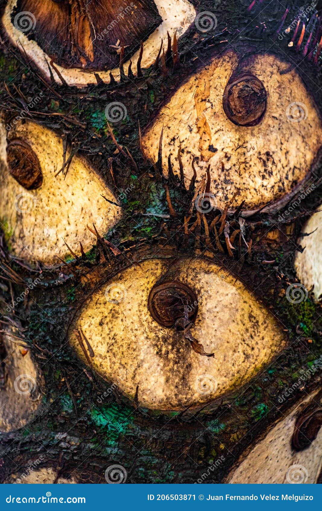 Oak Cortex Closeup, Texture Royalty-Free Stock Photography ...