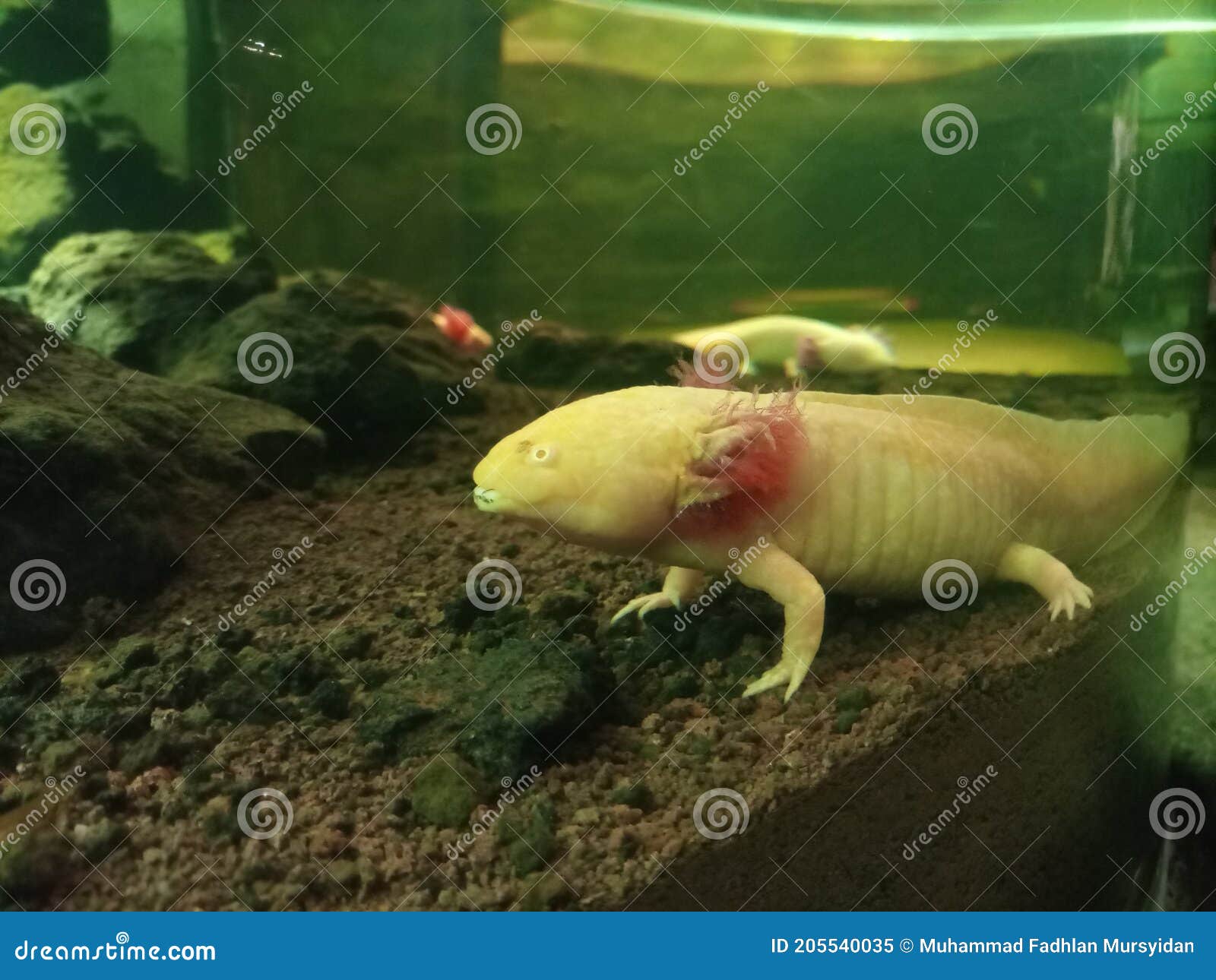 Very strange leggy fish stock image. Image of yang, ikan - 205540035
