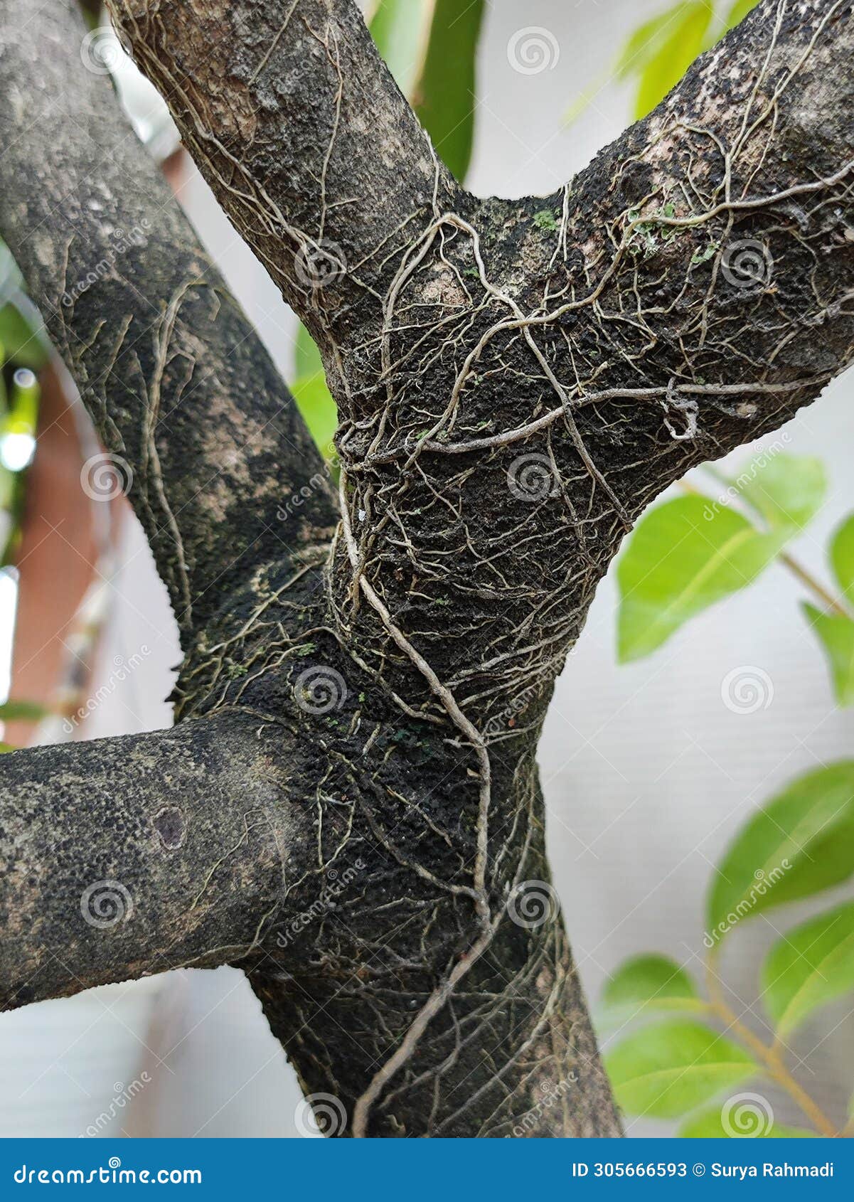 Very Strong Roots on a Tree Branch Stock Image - Image of strong, tree ...