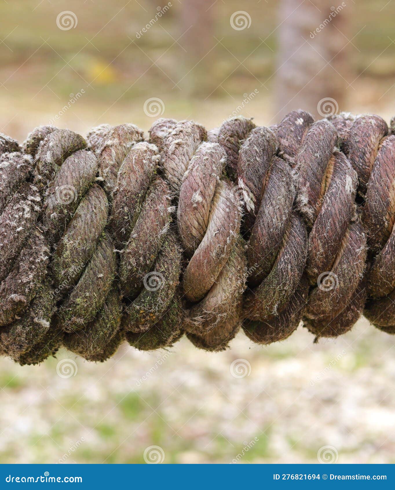 Very Strong and Sturdy Rope Knot Stock Photo - Image of thorns, trunk ...