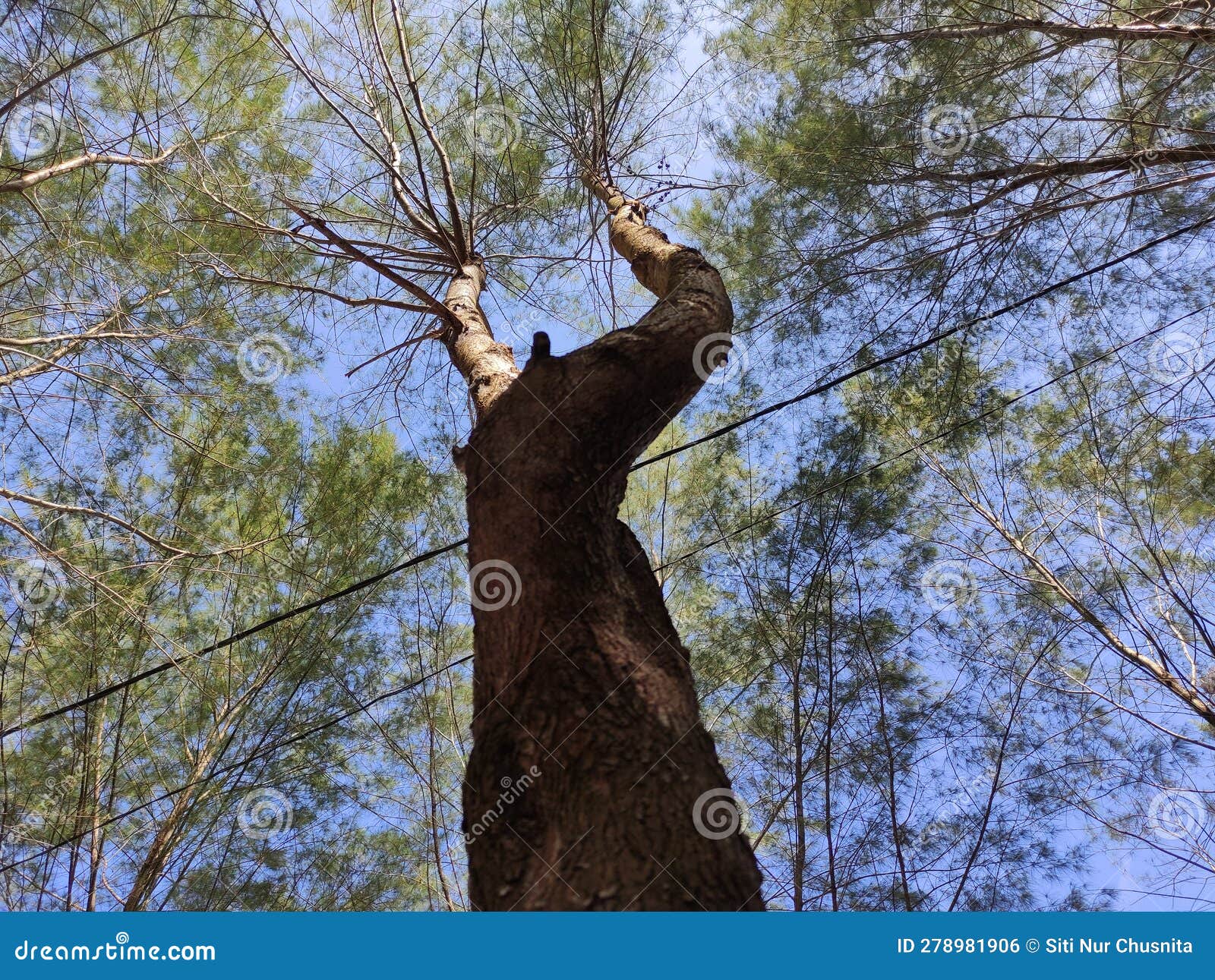 A Very Sturdy Tree Towering High through the Blue Clouds Stock Photo ...