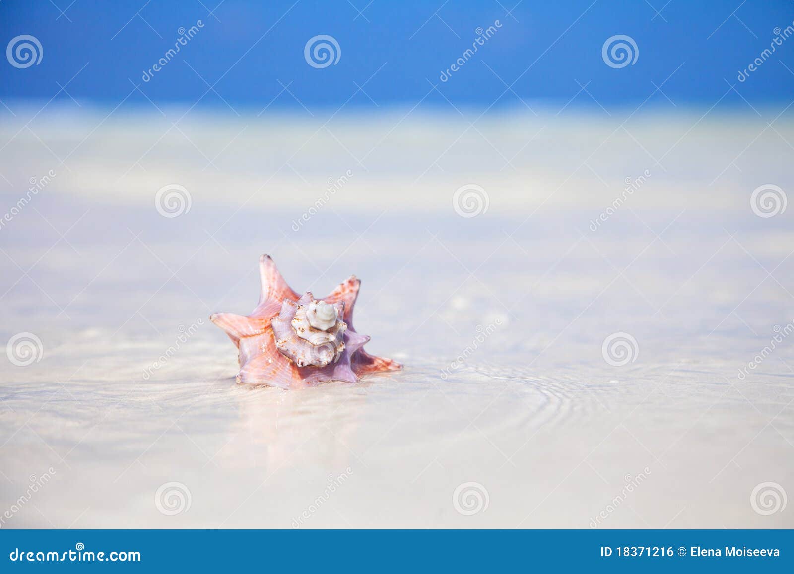 Very Sunny Shell in the Carribean Sea Stock Photo - Image of outdoors ...