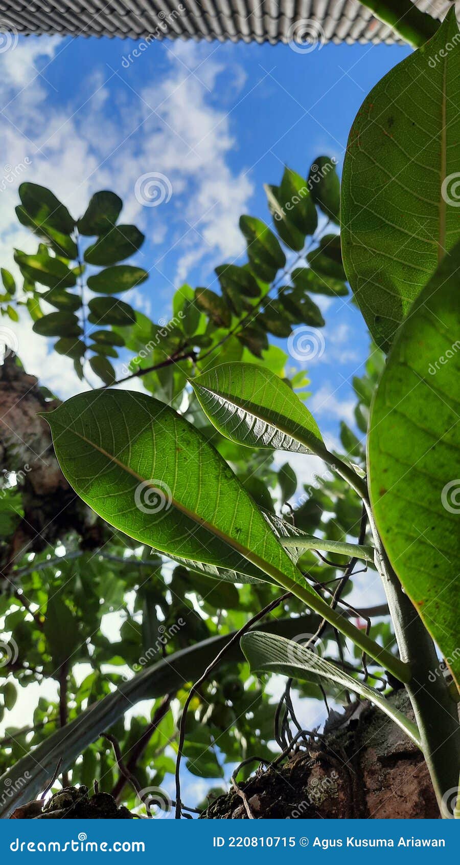 Very Sunny Weather in the Morning Stock Image - Image of sunny ...