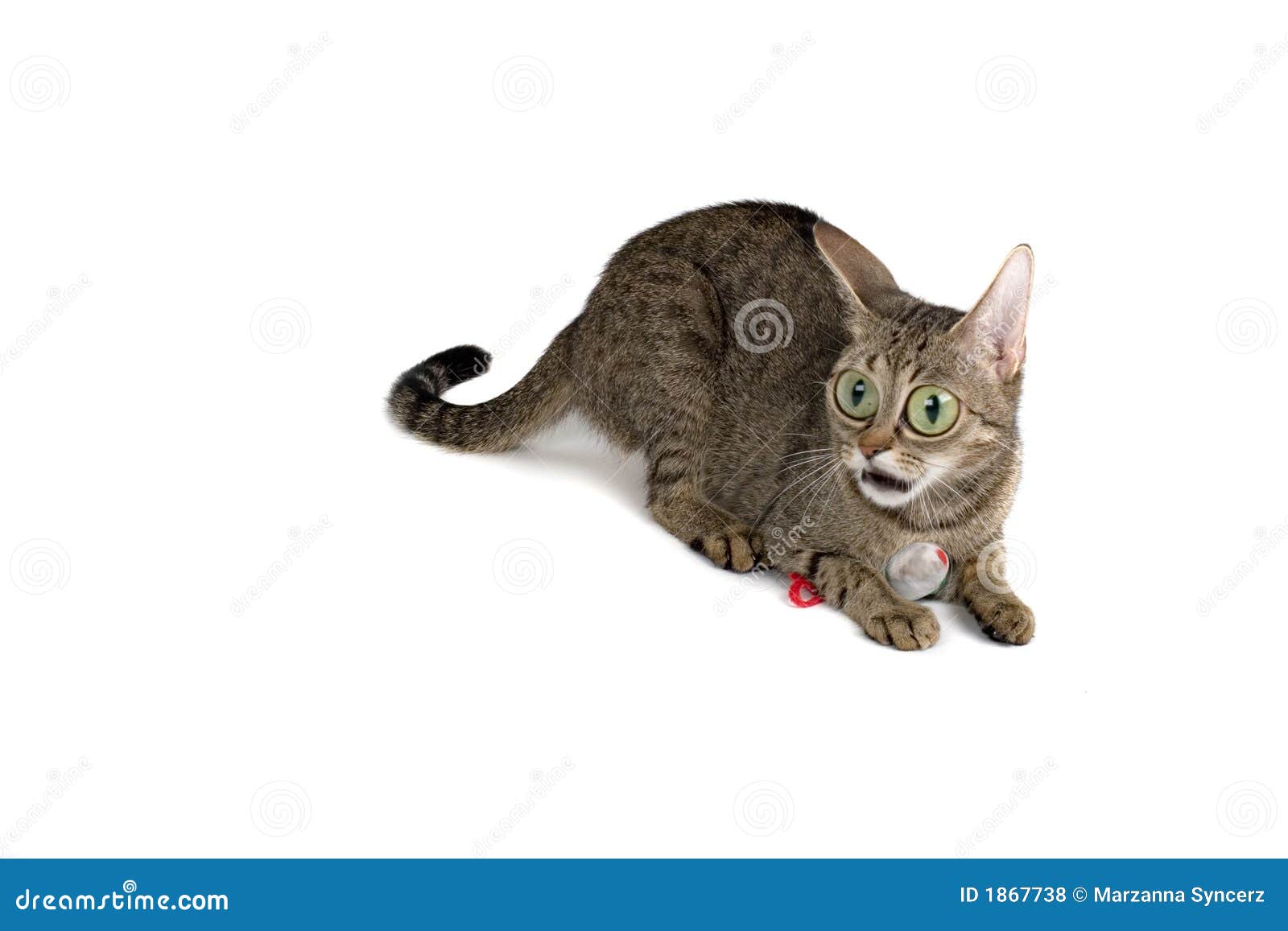 Very Surprised Cat stock photo. Image of focused, frightened - 1867738