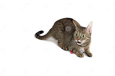 Very Surprised Cat stock photo. Image of focused, frightened - 1867738