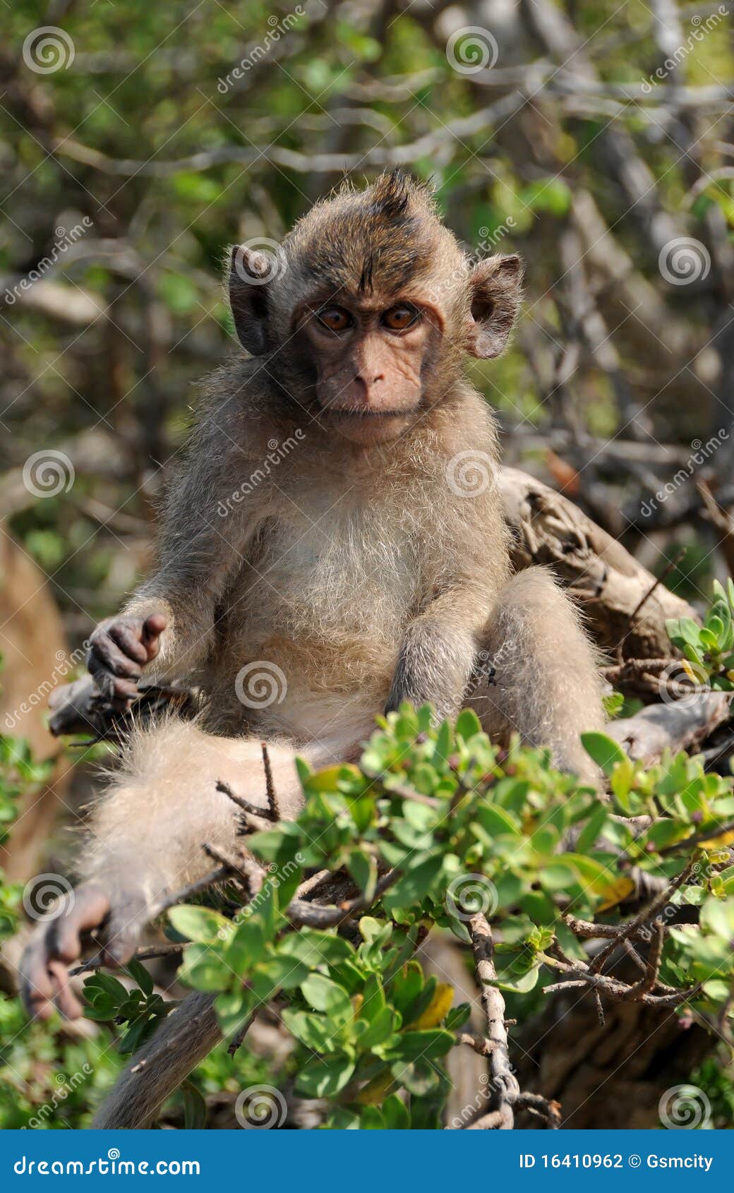 Very Surprised Macaque Monkey Stock Photo - Image of wonder, funny ...