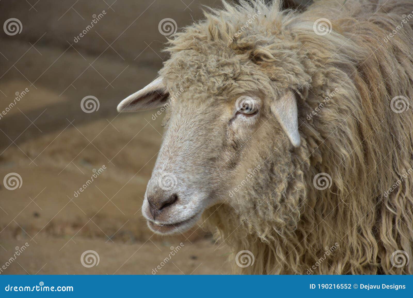 Very Sweet Face of a Ewe in a Farm Yard Stock Photo - Image of farm ...