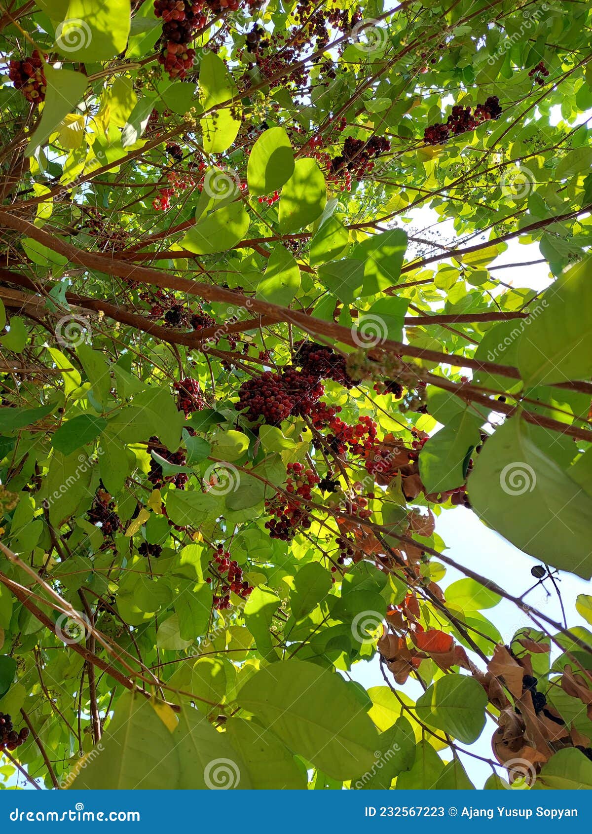 Very sweet fruit to eat stock image. Image of fruit - 232567223