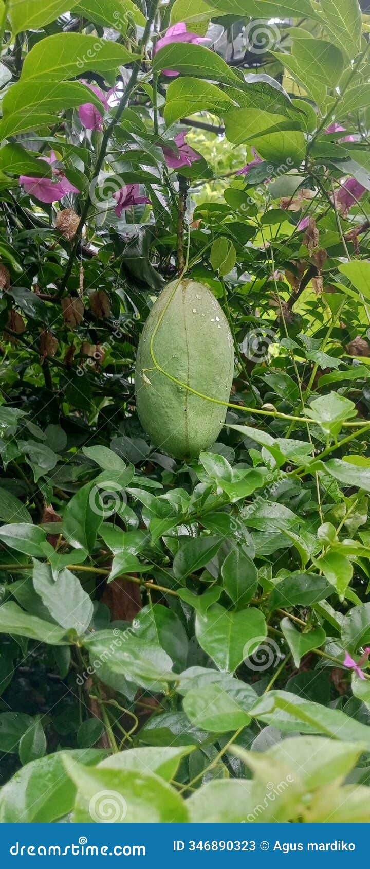 Very sweet mango fruit stock image. Image of leaf, branch - 346890323