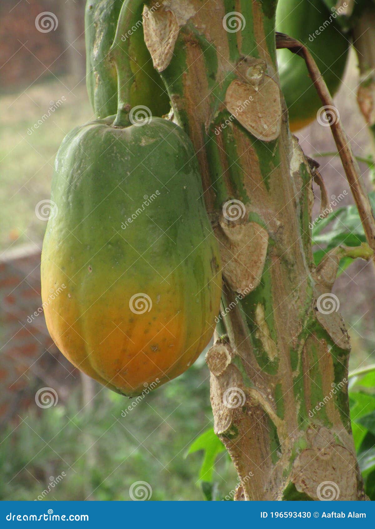 Very Sweet Papaya and Very Beautiful Nice Fruit Stock Photo - Image of ...