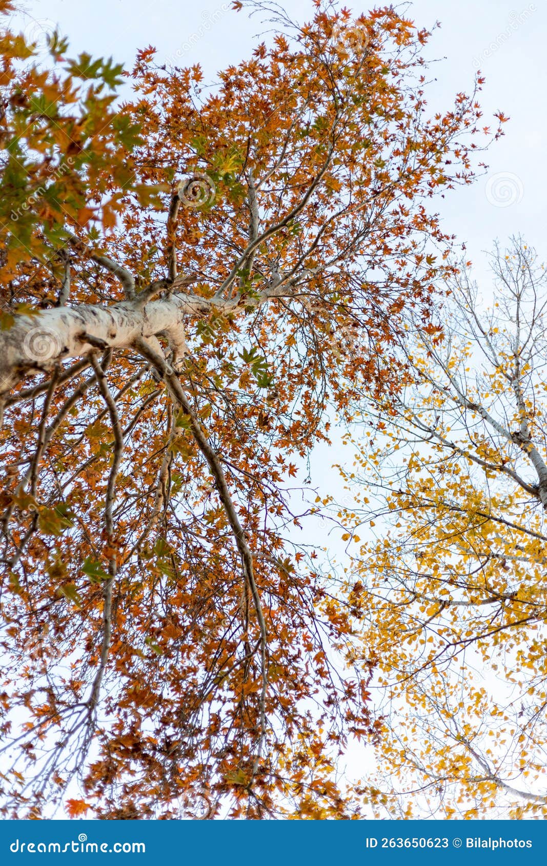 A Very Tall Beautiful Maple Tree View from Below with Huge Canopy Stock ...
