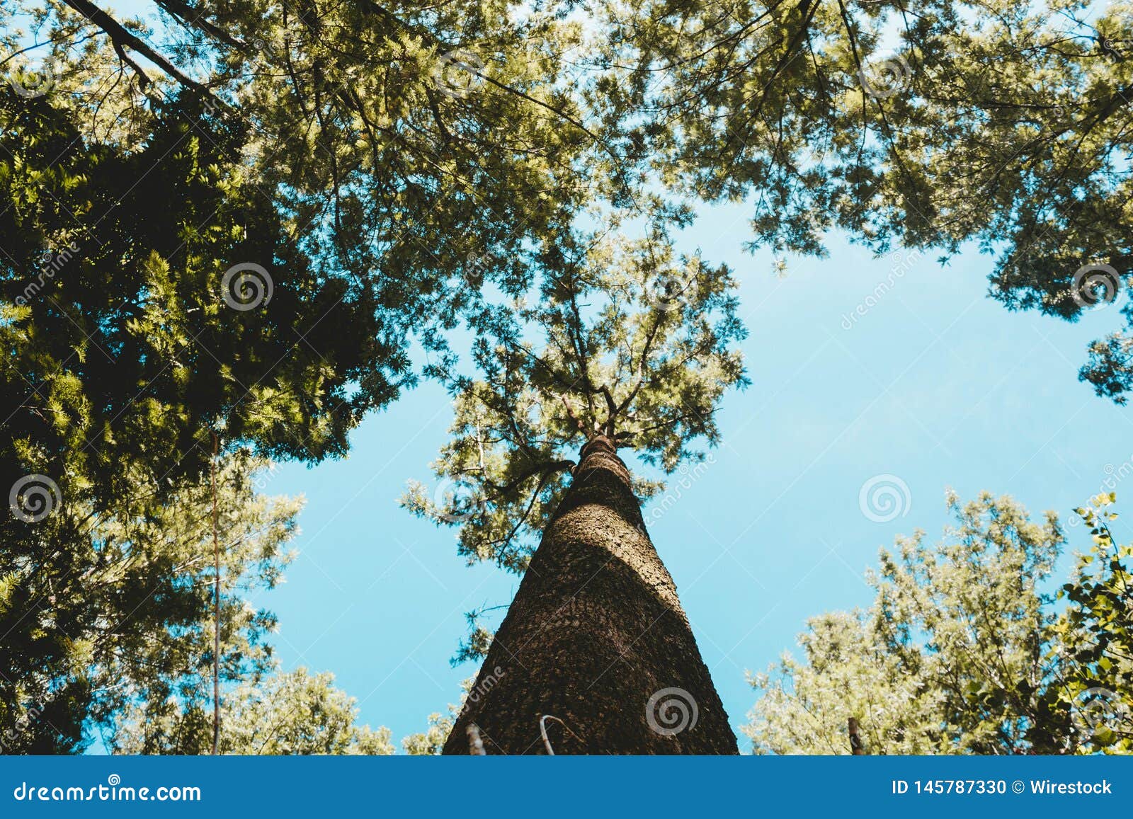 A Tall Tree in a Forest Shot from a Low Angle Stock Photo - Image of ...