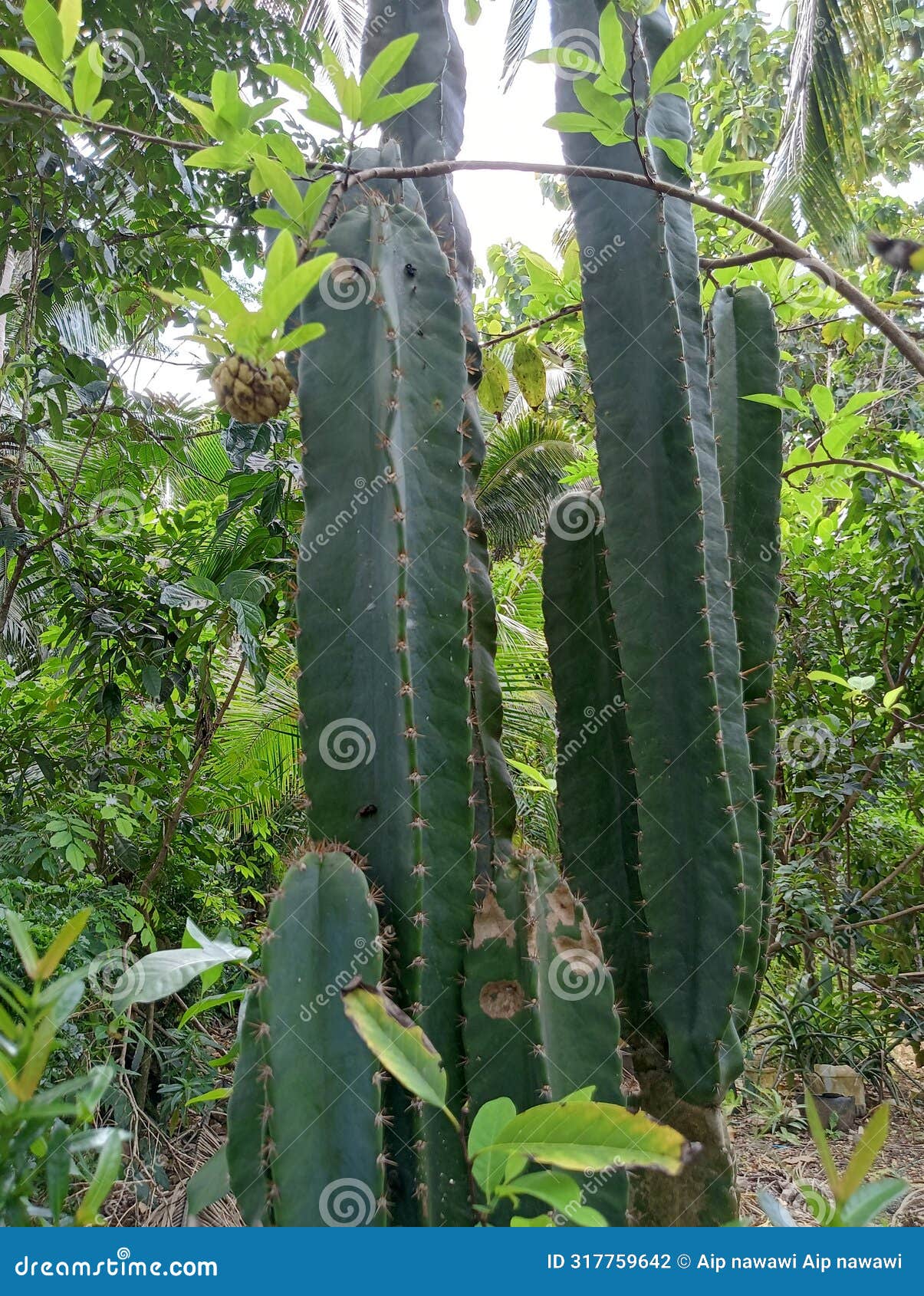 A very tall cactus tree stock photo. Image of cactus - 317759642