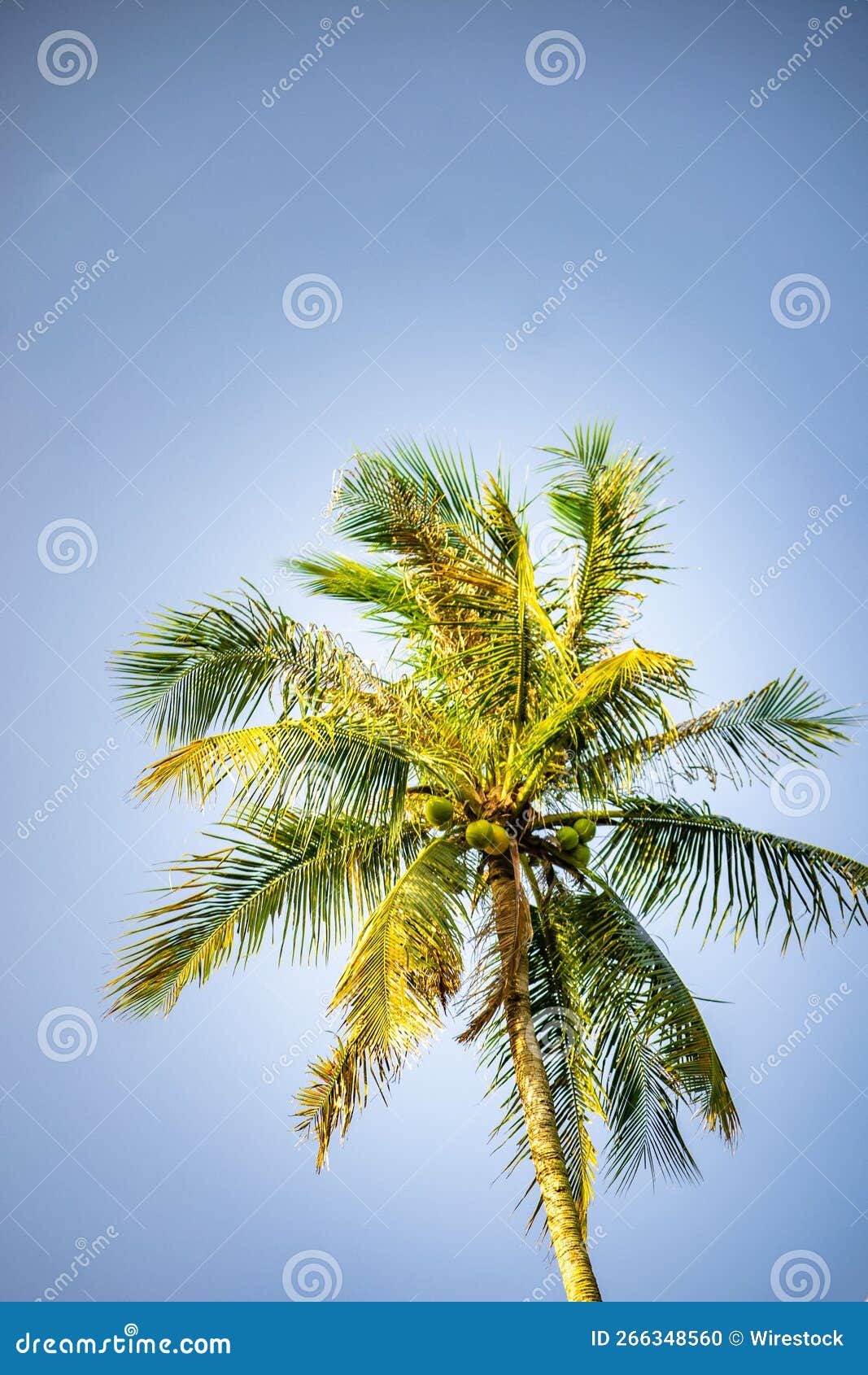 Very Tall Coconut Tree Just Above the Cemetery Stock Photo - Image of ...