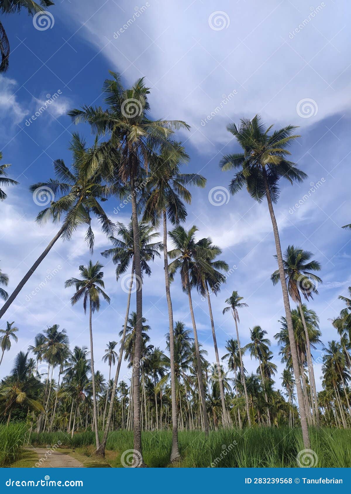 A Very Tall Coconut Tree Taken from Below Stock Photo - Image of tree ...