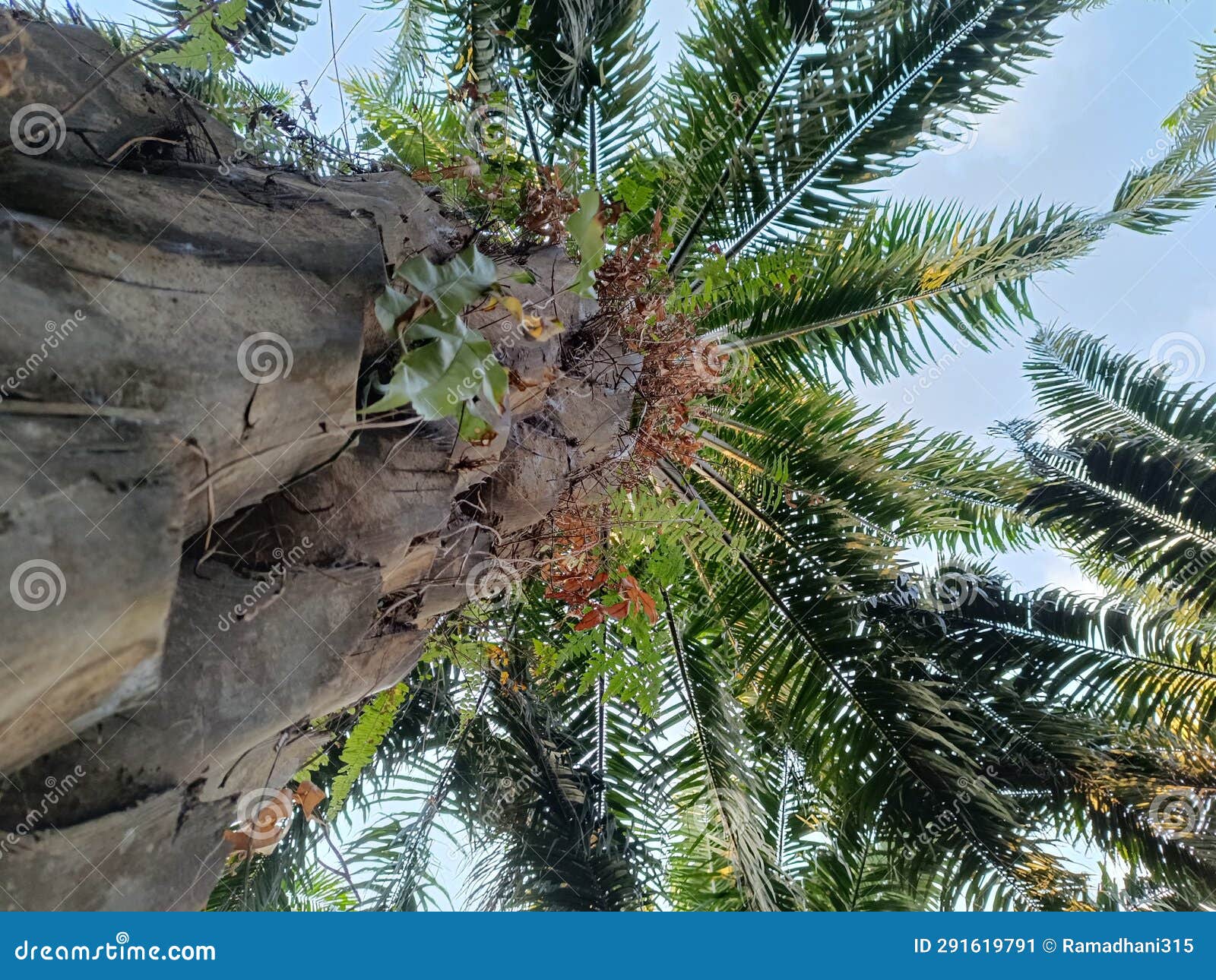 Very Tall and Fertile Palm Trees Stock Image - Image of fertile, tall ...