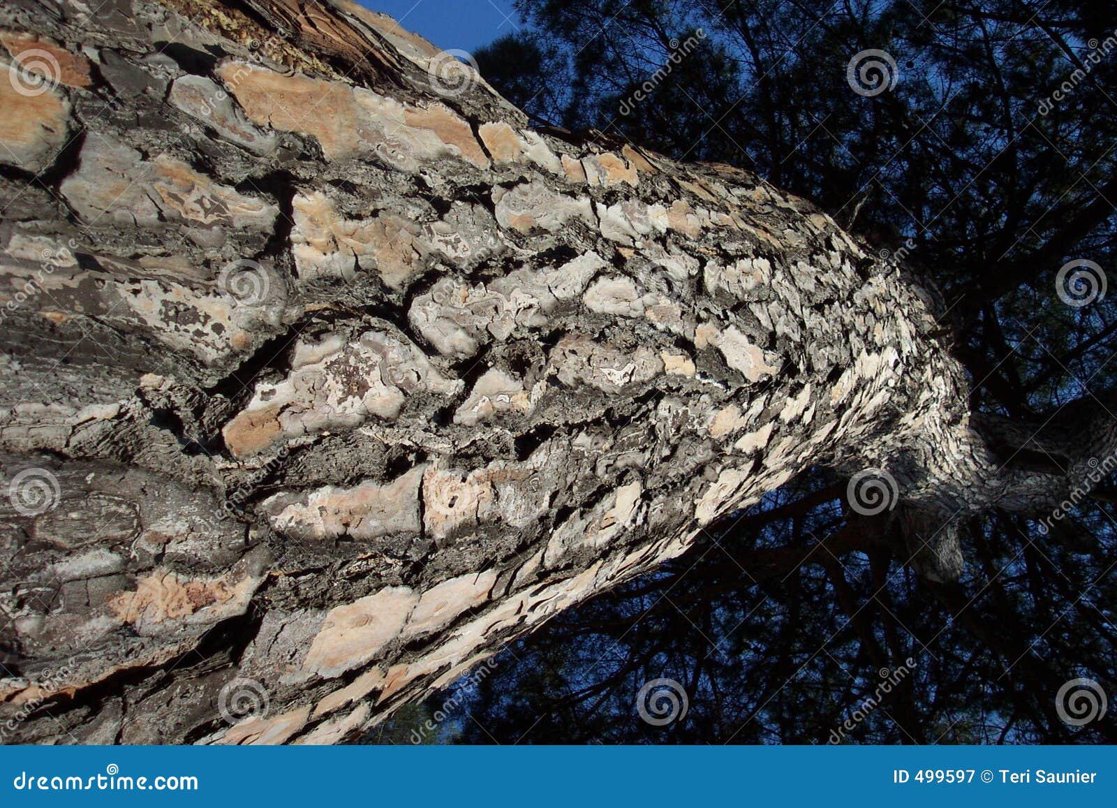 Very Tall Italian Tree stock image. Image of grand, high - 499597